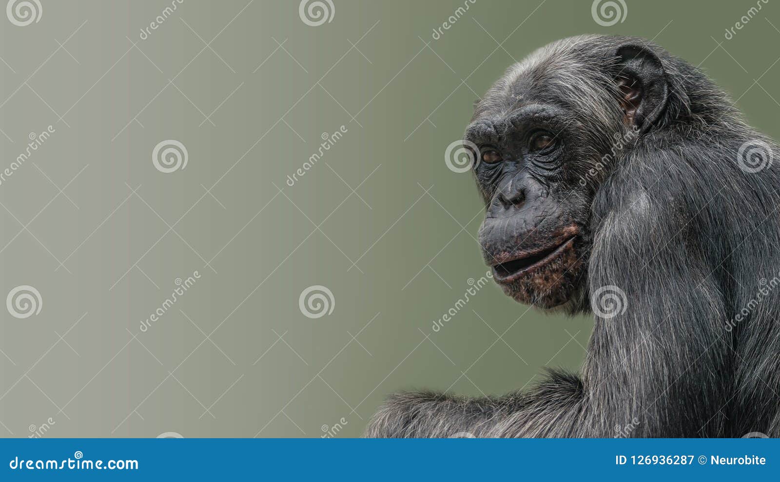 294 Curious Chimp Stock Photos - Free & Royalty-Free Stock Photos from ...