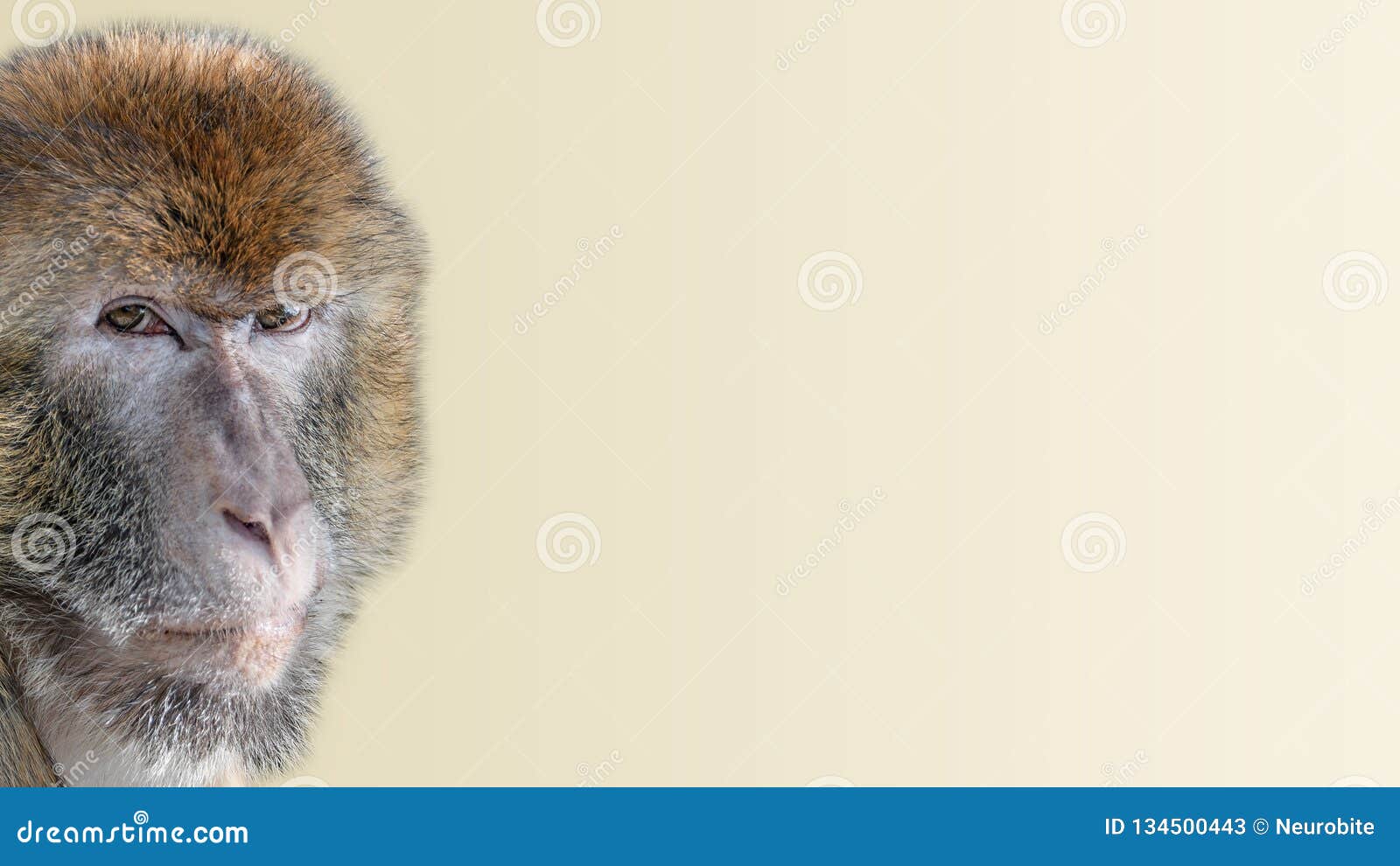 Portrait of Curious Wondered Macaque at Smooth Uniform Background ...