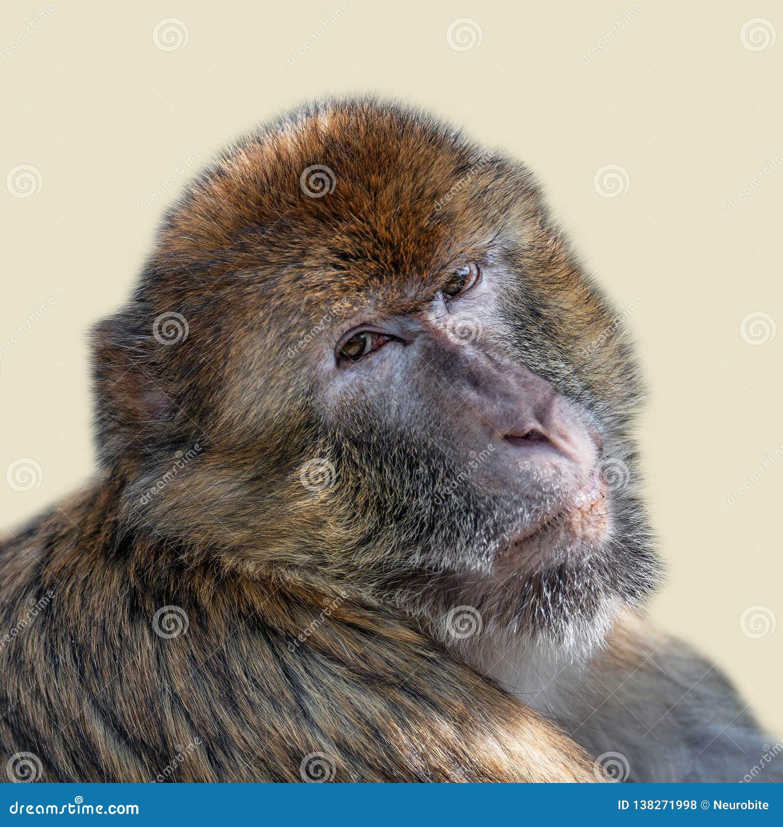 Portrait of Curious Wondered Macaque at Smooth Uniform Background ...