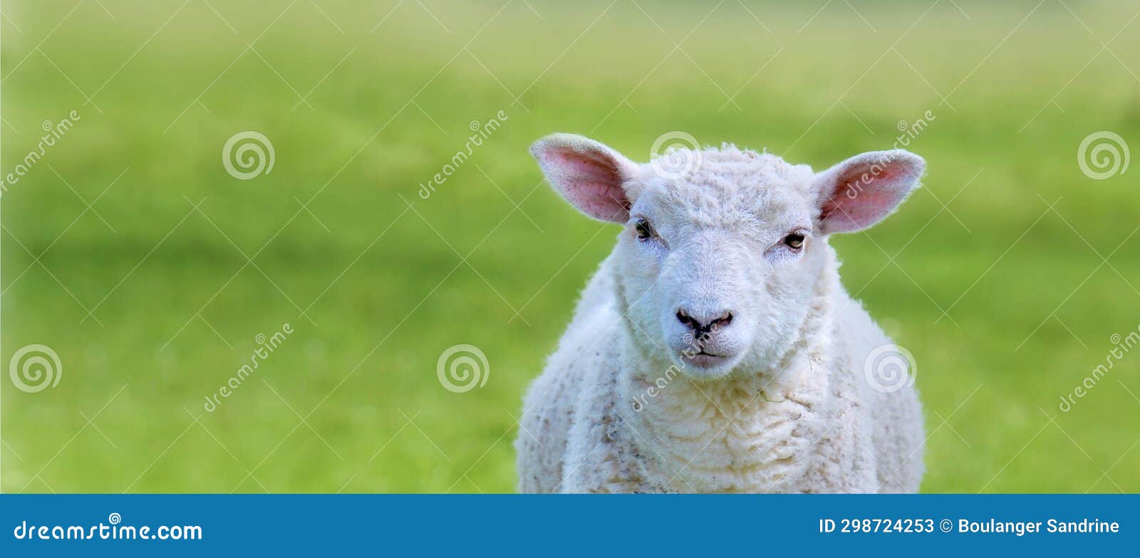 Portrait of a Cut White Lamb Looking Camera Stock Image - Image of cute ...