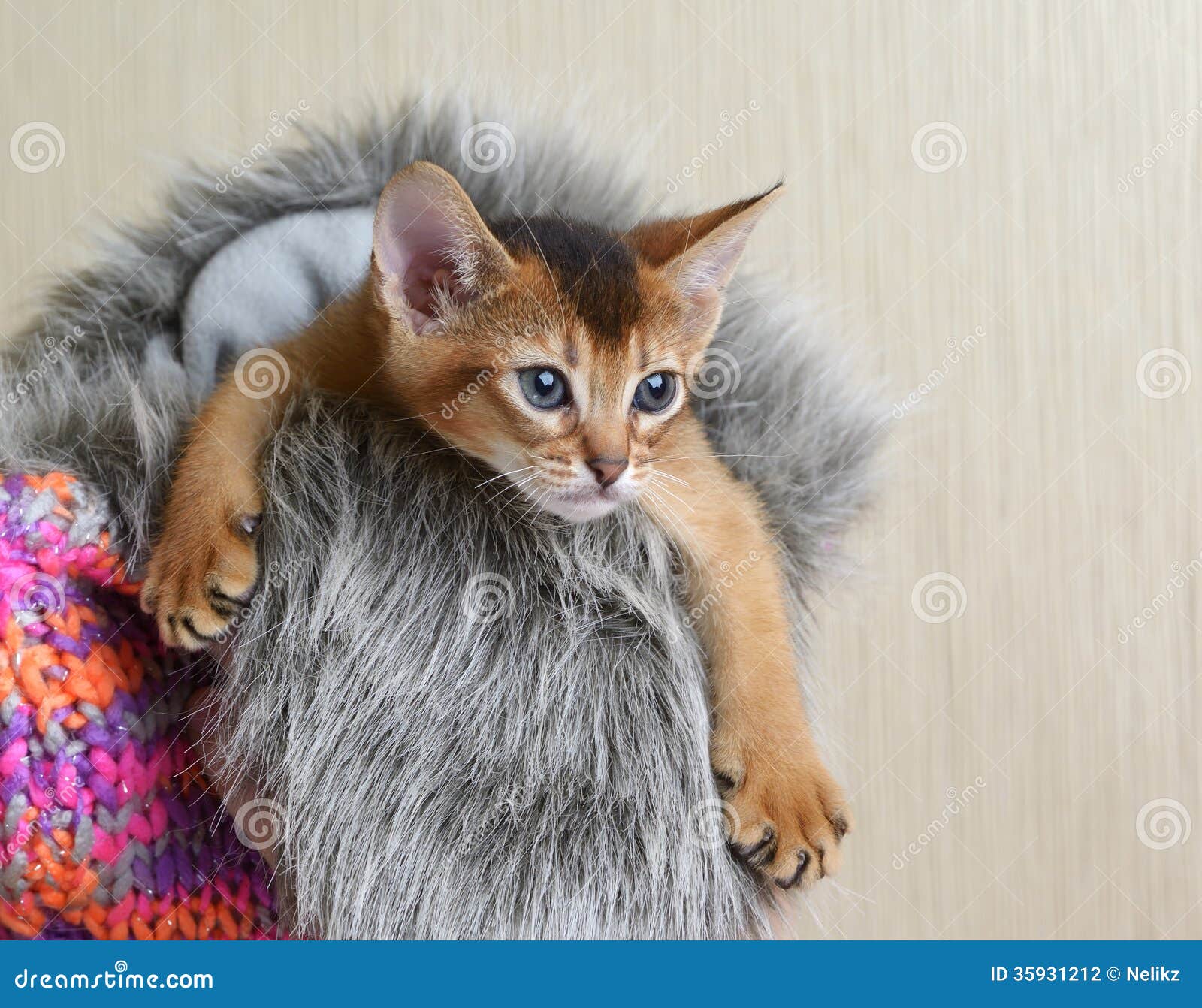 Portrait of a Cute Abyssinian Kitten Stock Photo - Image of kitty ...