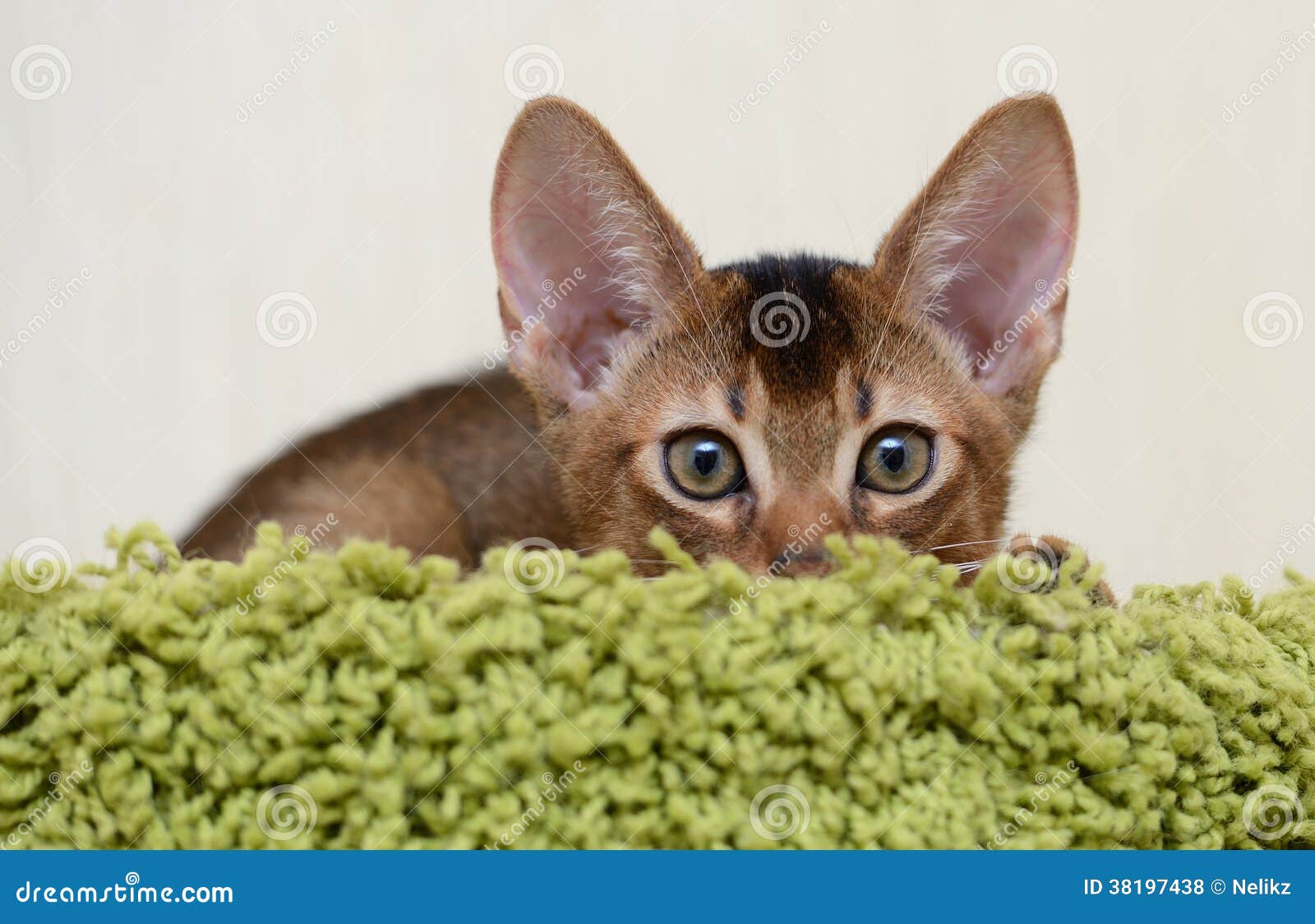 Portrait of a Cute Abyssinian Kitten Stock Photo - Image of relaxed ...