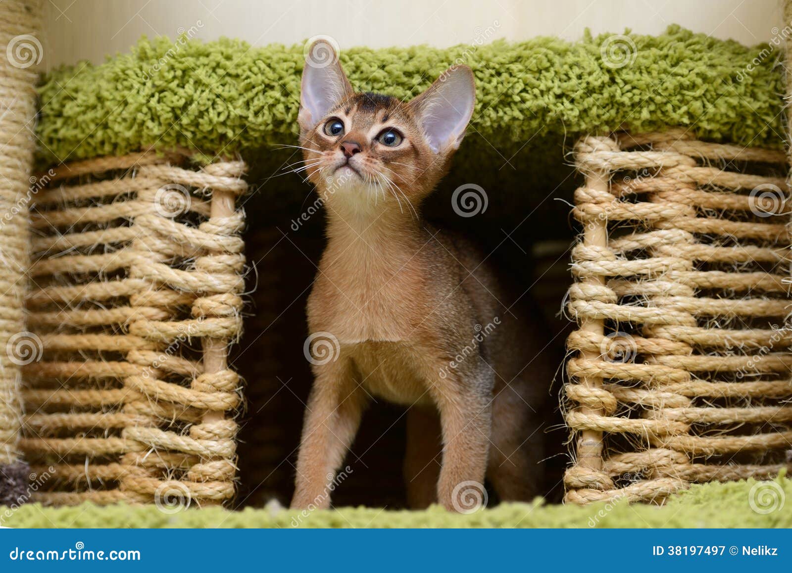 Portrait of a Cute Abyssinian Kitten Stock Image - Image of ruddy, hair ...