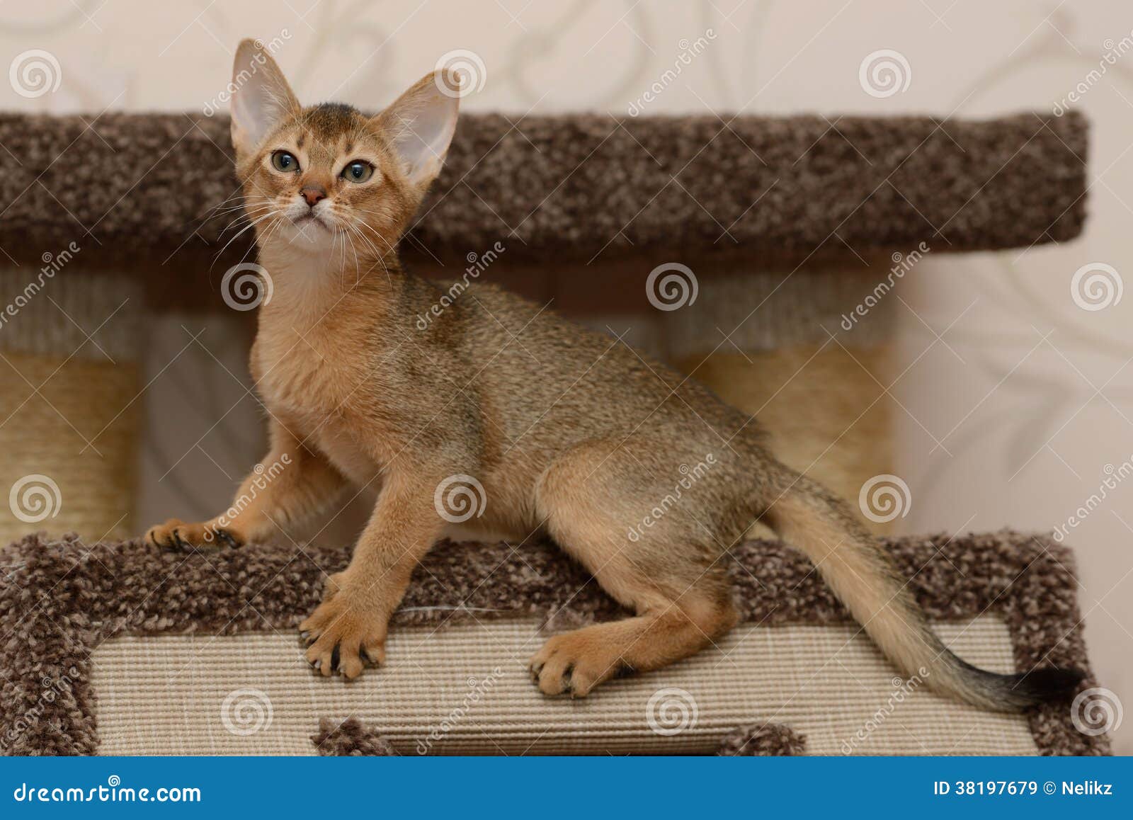 Portrait of a Cute Abyssinian Kitten Stock Image - Image of portrait ...