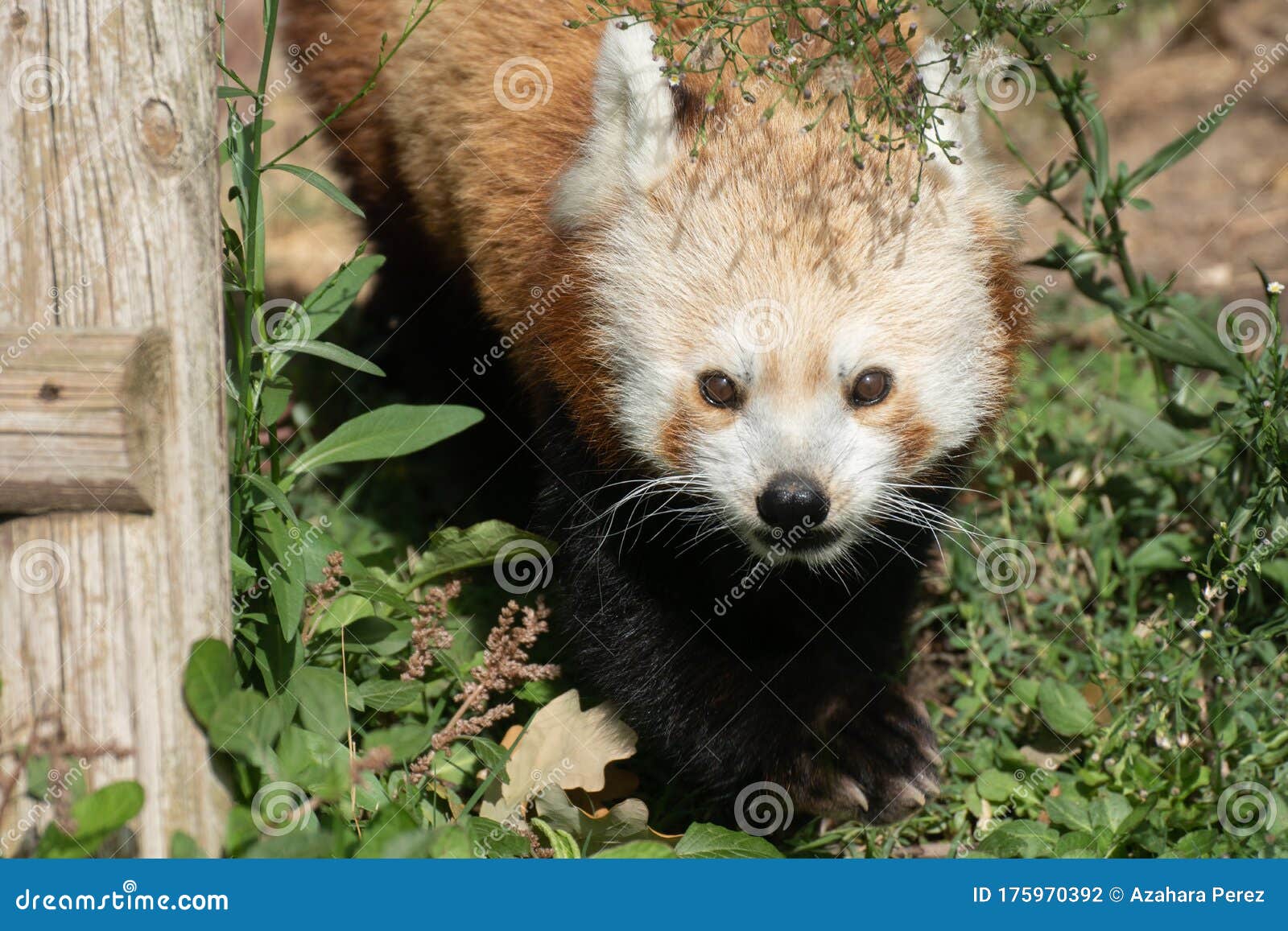 Portrait of a Cute Active Red Panda on Green Grass Stock Photo - Image ...