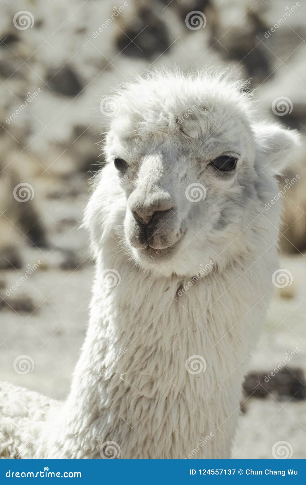 The Portrait of a Cute Alpaca. Stock Image - Image of agriculture ...