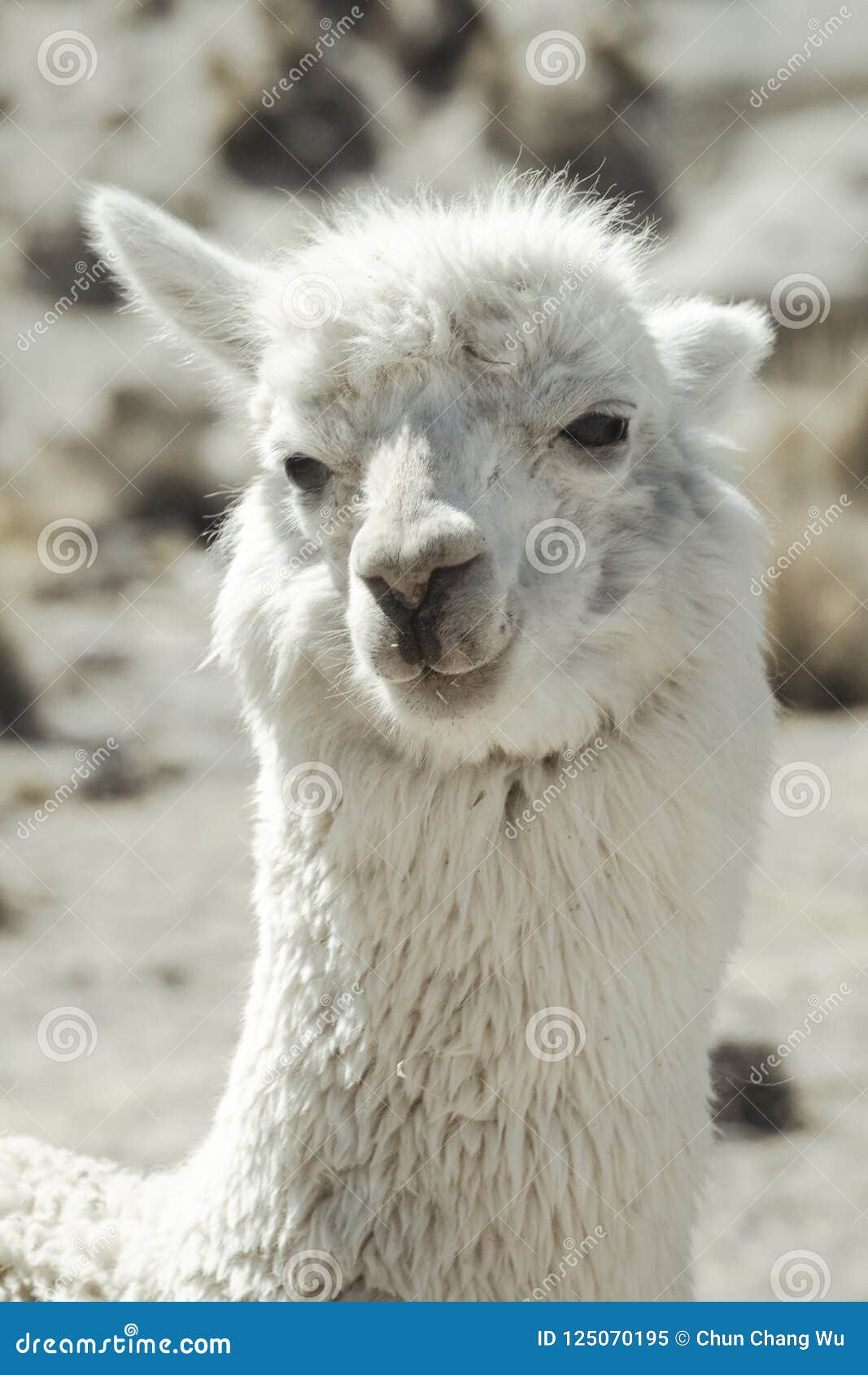 The Portrait of a Cute Alpaca. Stock Image - Image of america, outdoor ...