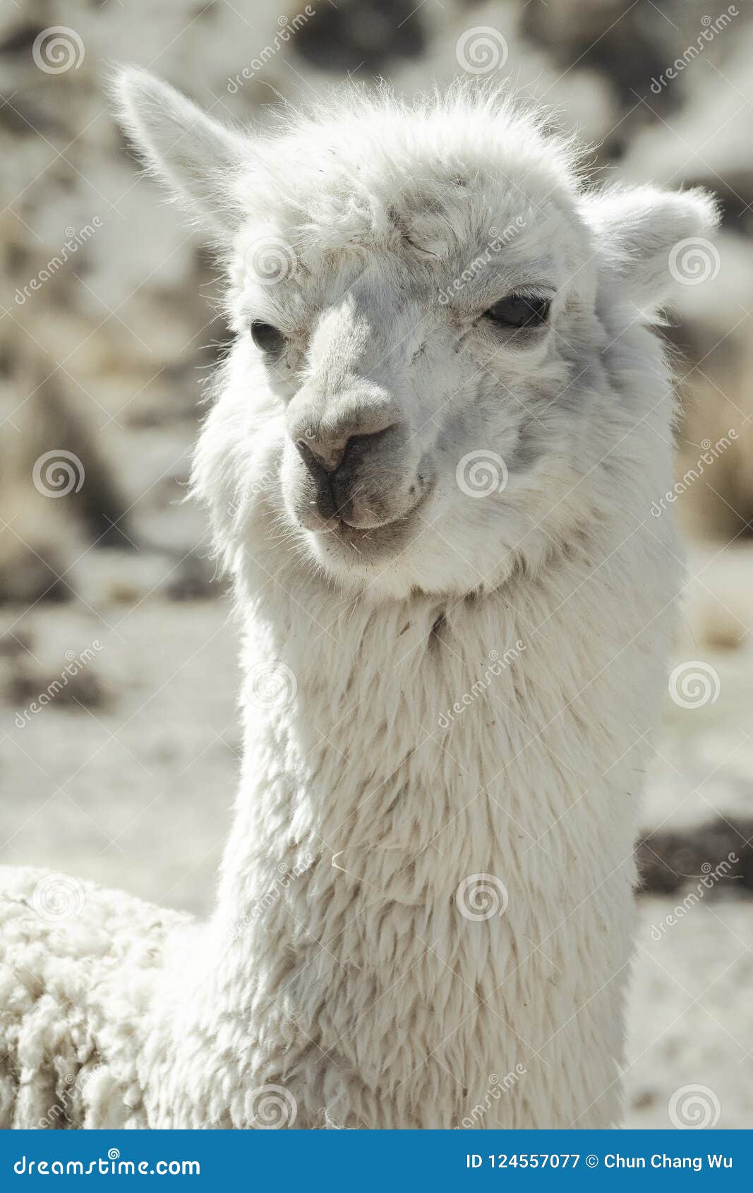 The Portrait of a Cute Alpaca. Stock Image - Image of looking, andes ...