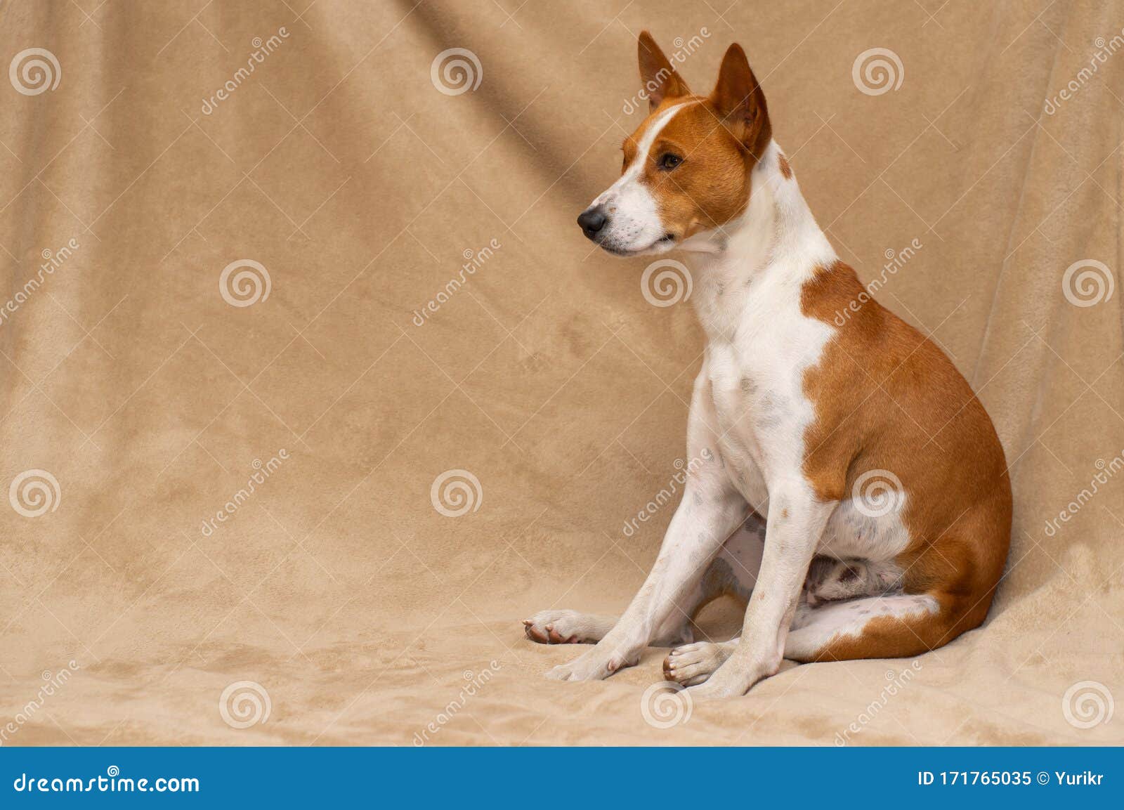 Portrait of Cute Basenji Sitting on a Soft Bedspread Stock Image ...