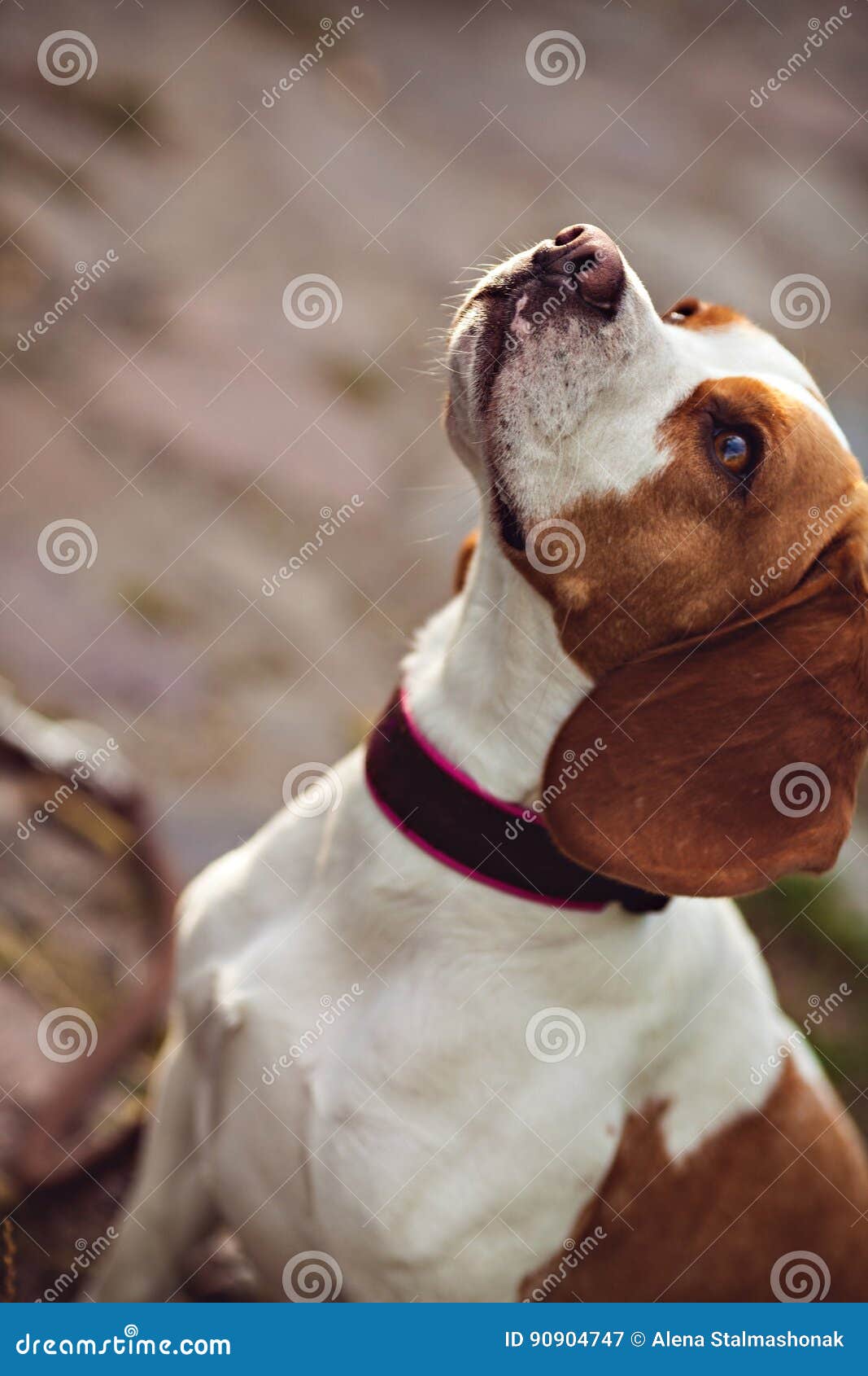 Portrait of Cute Beagle Dog Stock Image - Image of animal, nails: 90904747