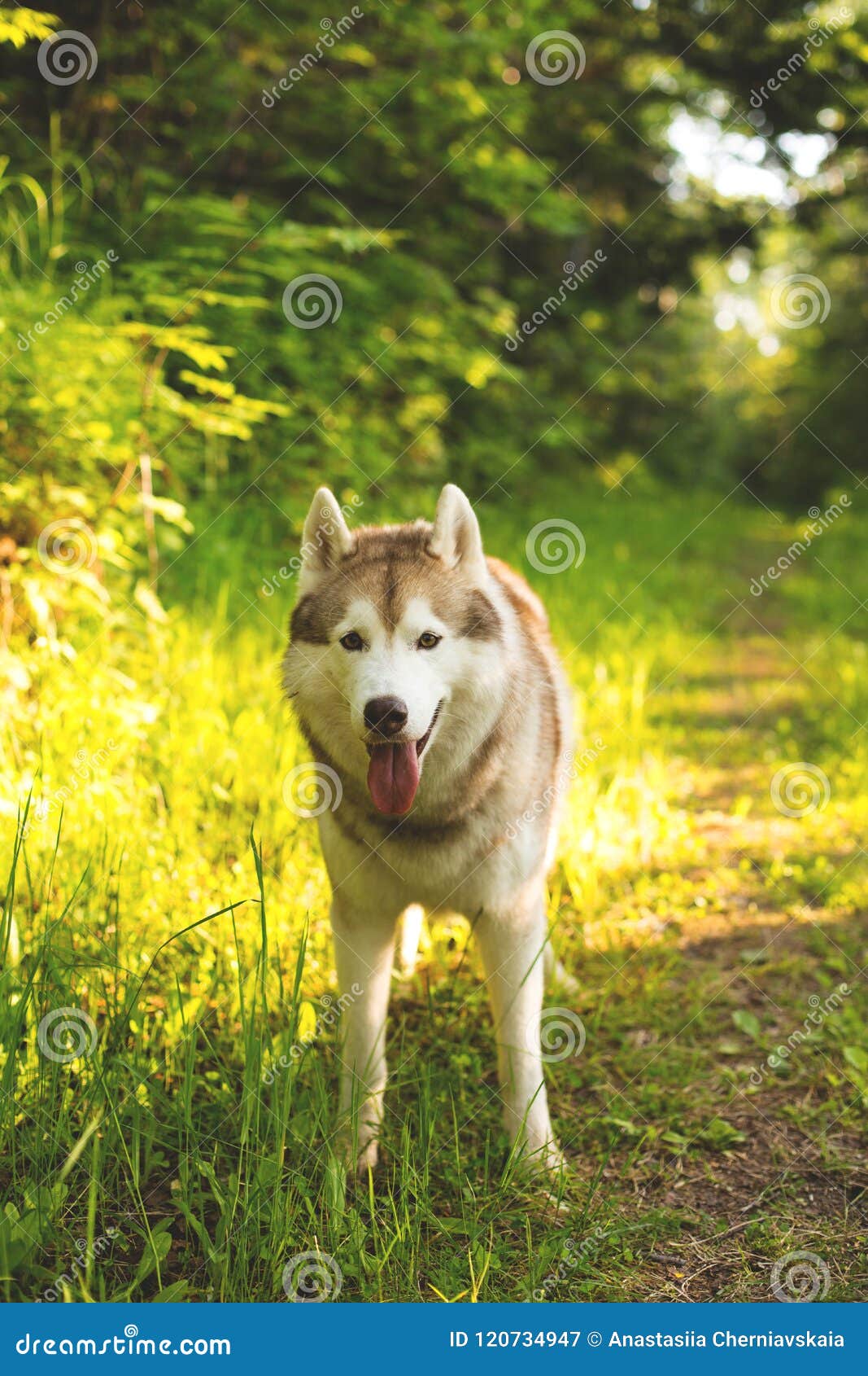 Portrait of Cute Beautiful Beige and White Siberian Husky Dog with ... Portrait of Cute Beautiful Beige and White Siberian Husky Dog with ...