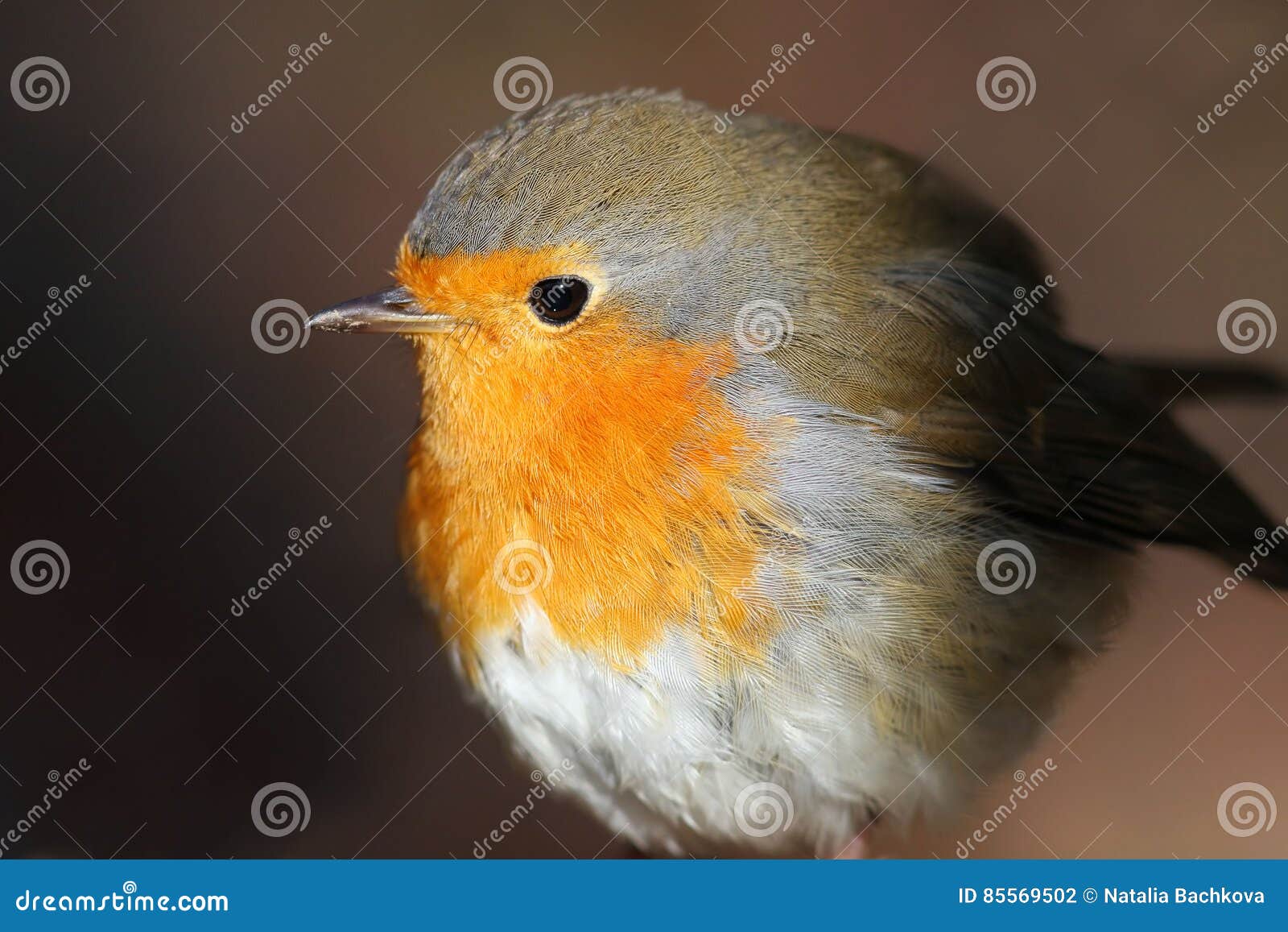 Portrait of a Cute Bird Robin Closeup Stock Photo - Image of poultry ...