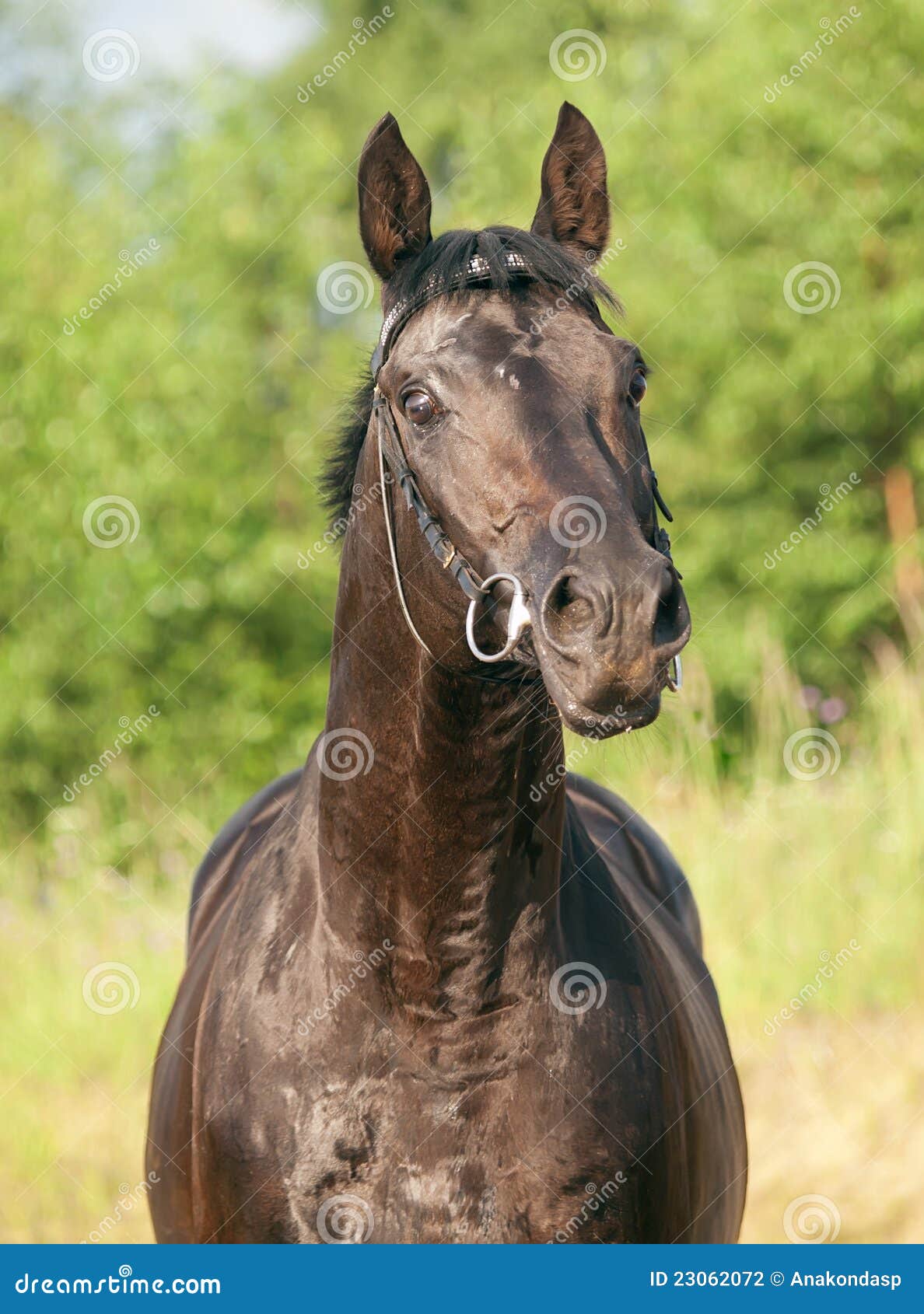 Portrait of Cute Black Stallion Stock Photo - Image of stallion ...