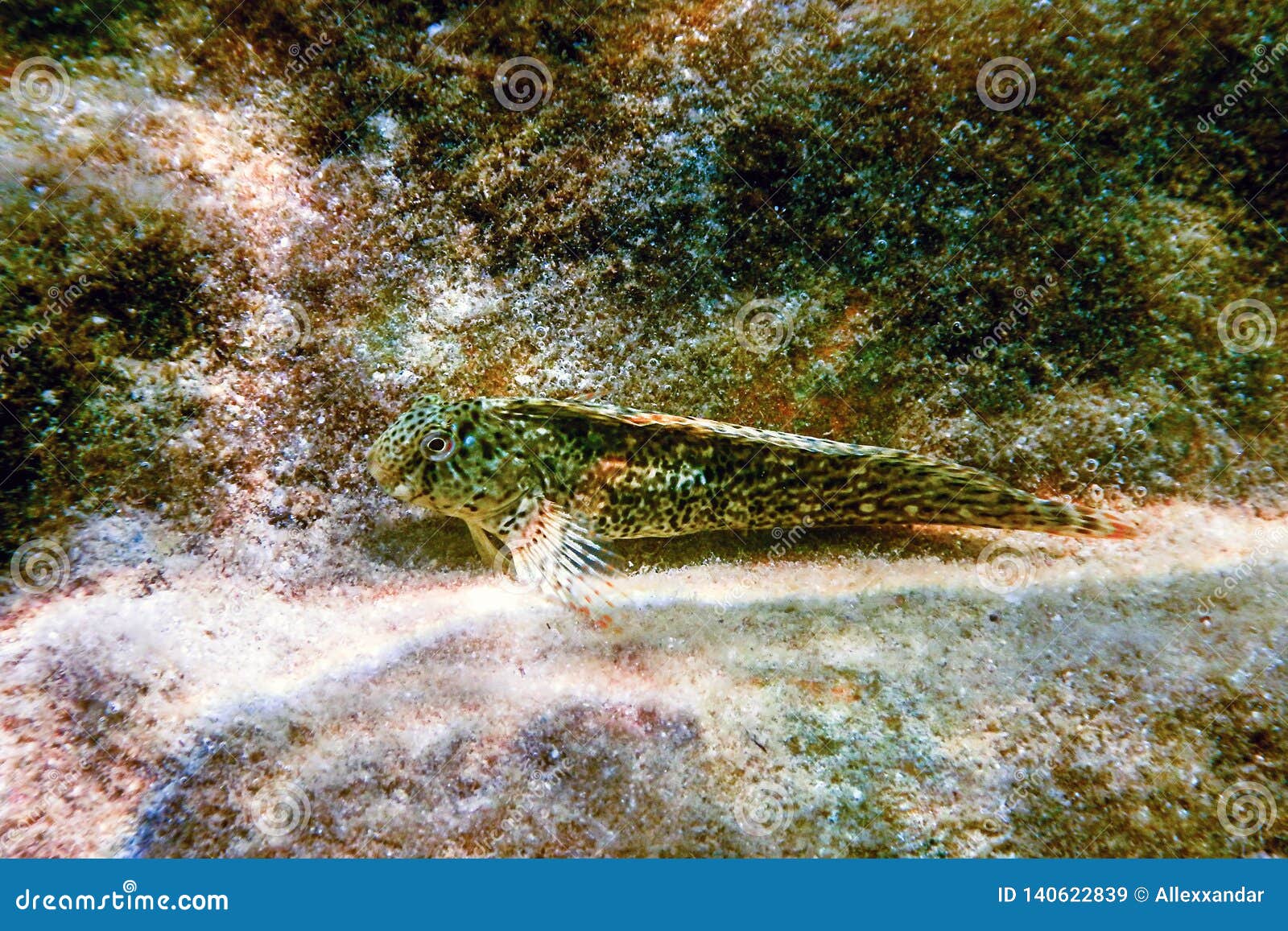 Portrait of Cute Blenny Fish, Close Up Stock Image - Image of closeup ...
