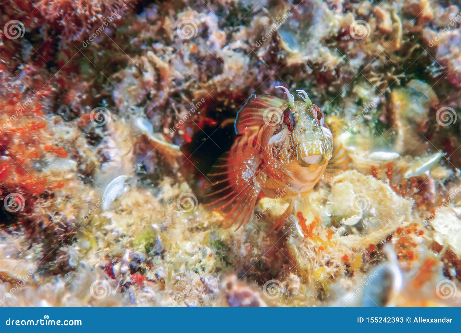 Portrait of Cute Blenny Fish, Close Up Stock Image - Image of combtooth ...