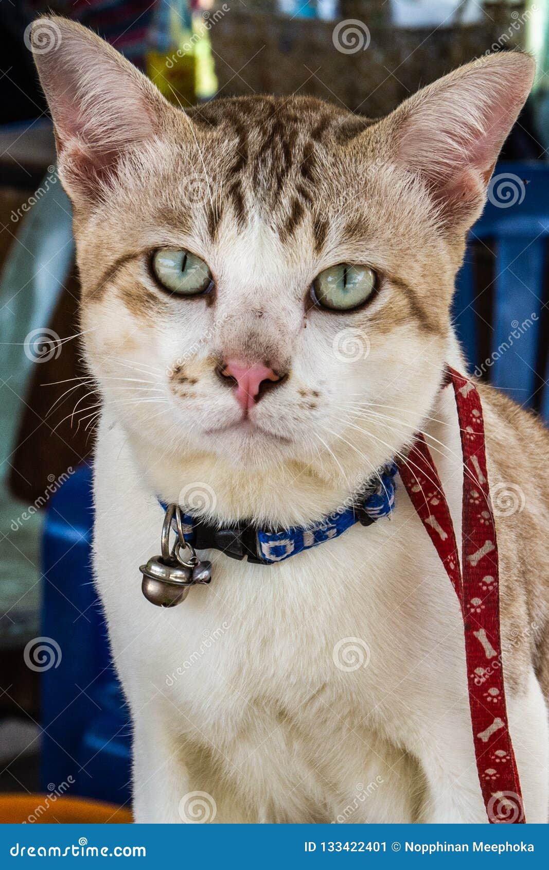 Cat Boring Stock Images - Download 231 Royalty Free Photos