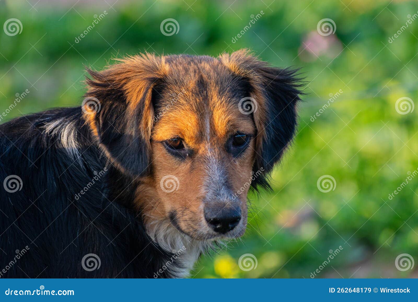 Portrait of Cute Brown-black Dog Stock Image - Image of street, mammal ...