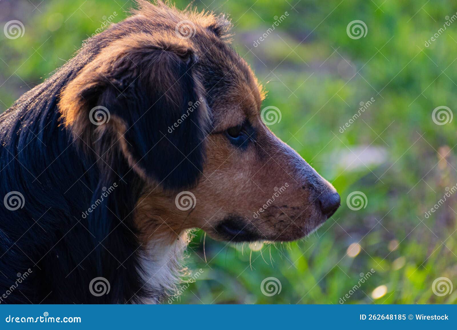 Portrait of Cute Brown-black Dog Stock Image - Image of side, breed ...