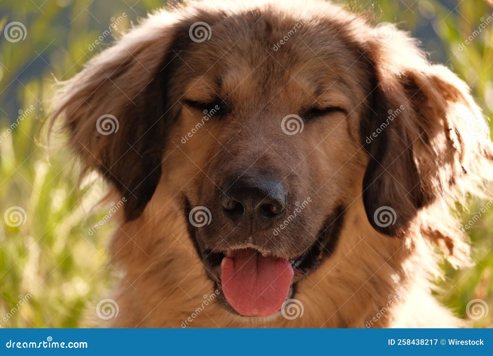 Portrait of a Cute Brown Dog Stock Image - Image of happy, brown: 258438217