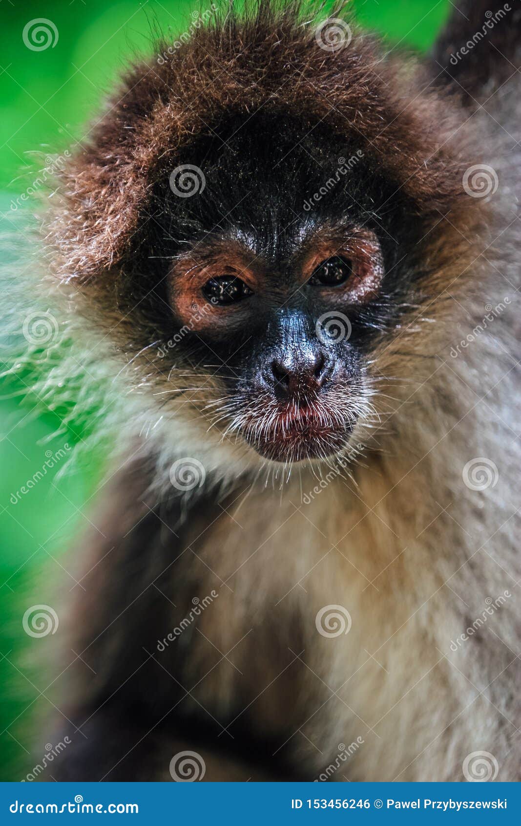 Cute Brown Monkey Seating on the Tree Branch in the Jungle. Stock Photo ...
