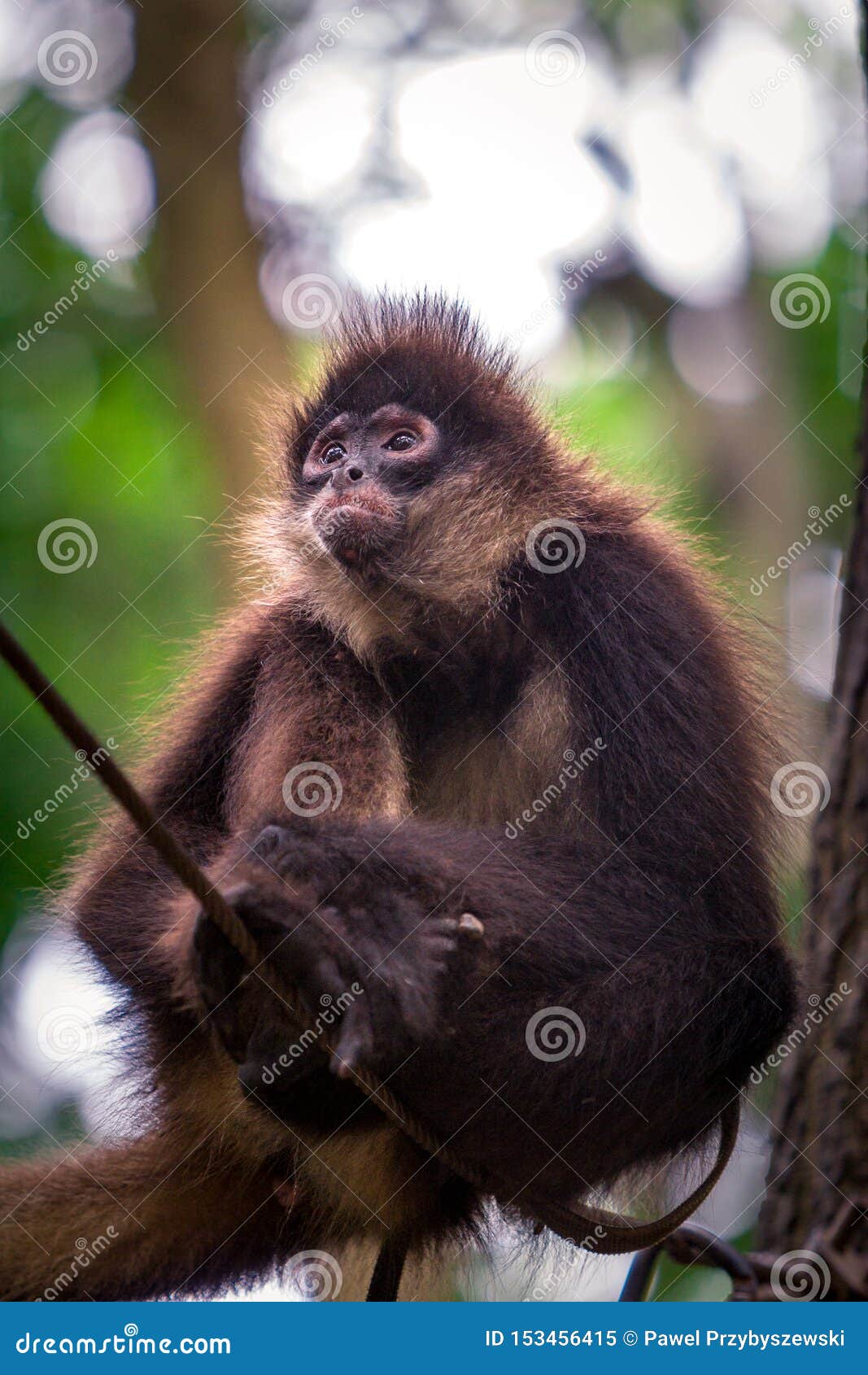 Cute Brown Monkey Seating on the Tree Branch in the Jungle. Stock Image ...