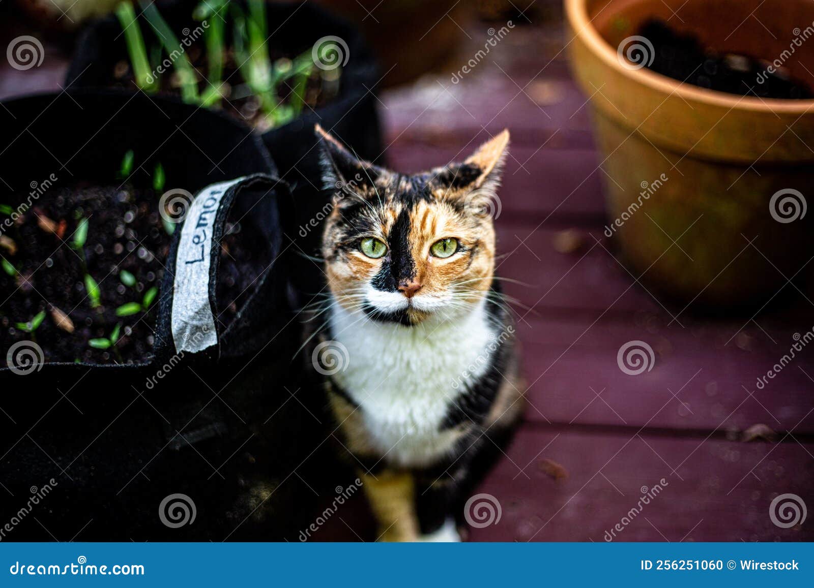 Portrait of a Cute Calico Cat in the Garden Stock Photo - Image of ...