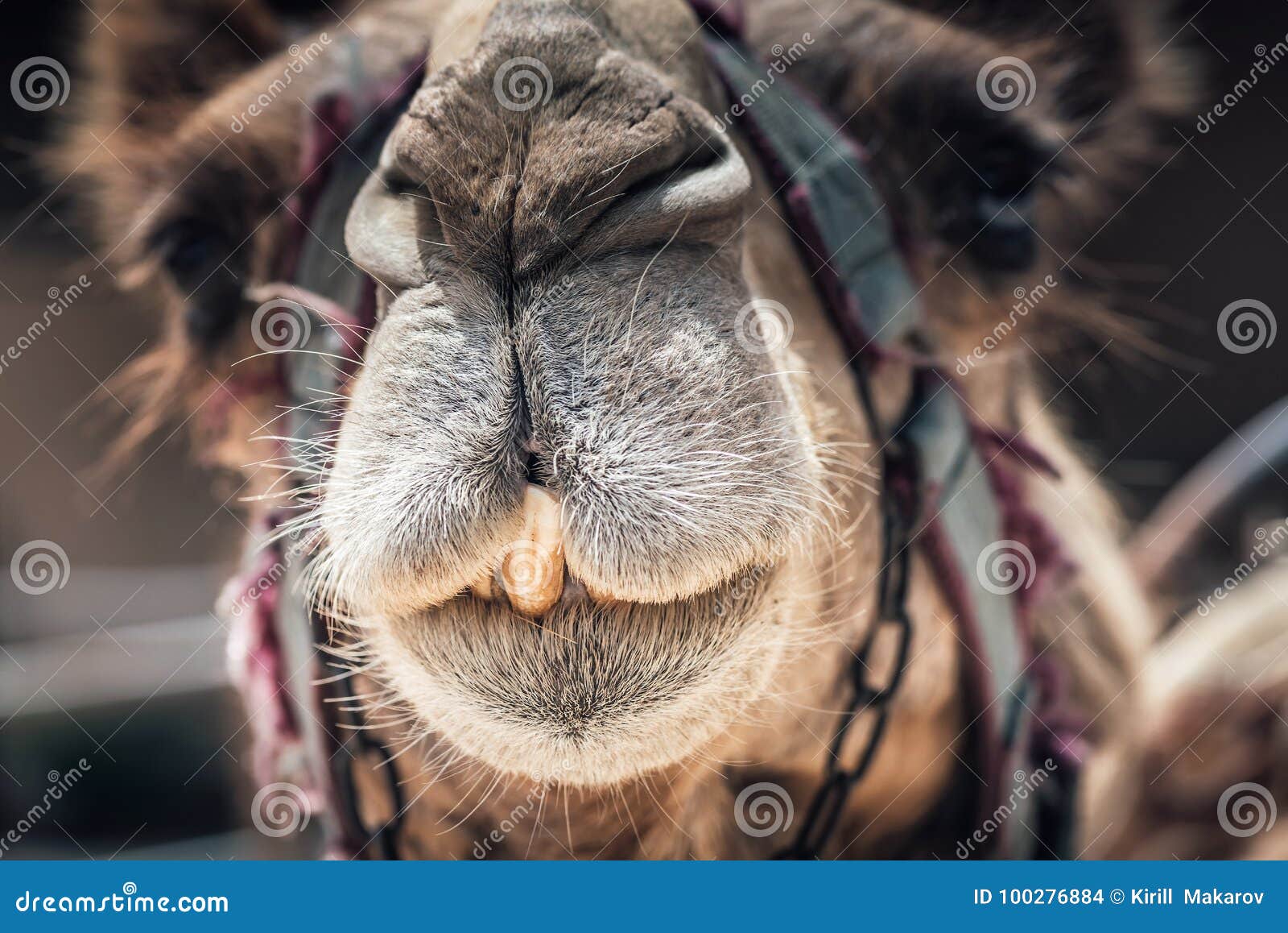 Portrait of a cute camel stock photo. Image of breeding - 100276884