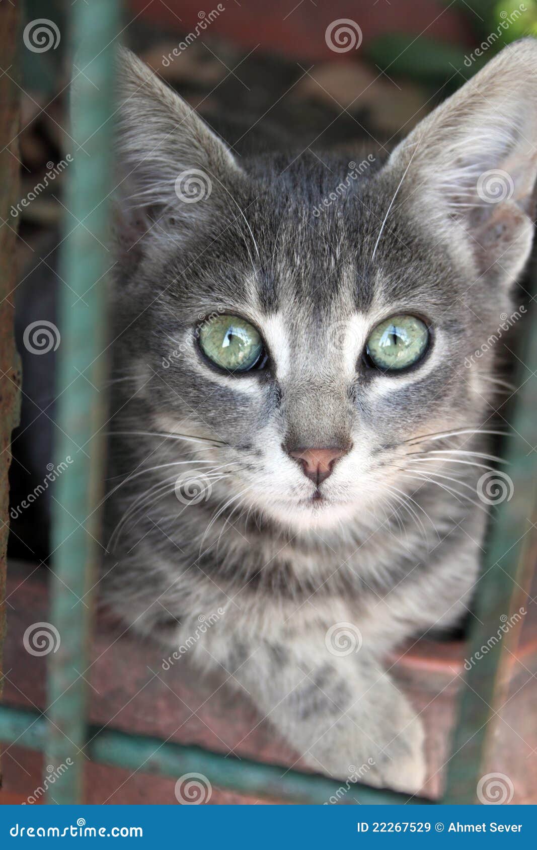 Portrait of cute cat stock image. Image of closeup, staring - 22267529