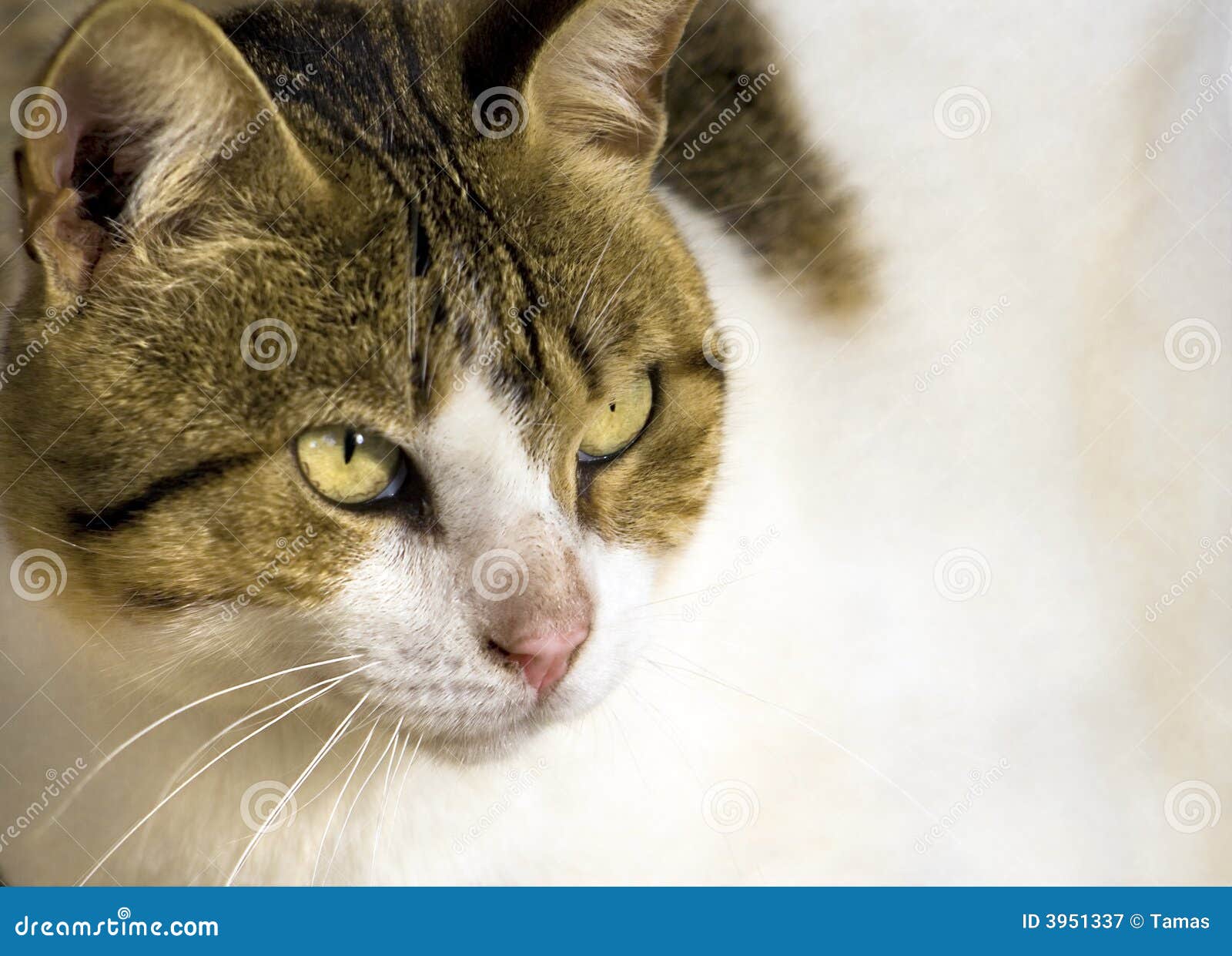 Portrait of cute cat stock image. Image of copy, lovable - 3951337
