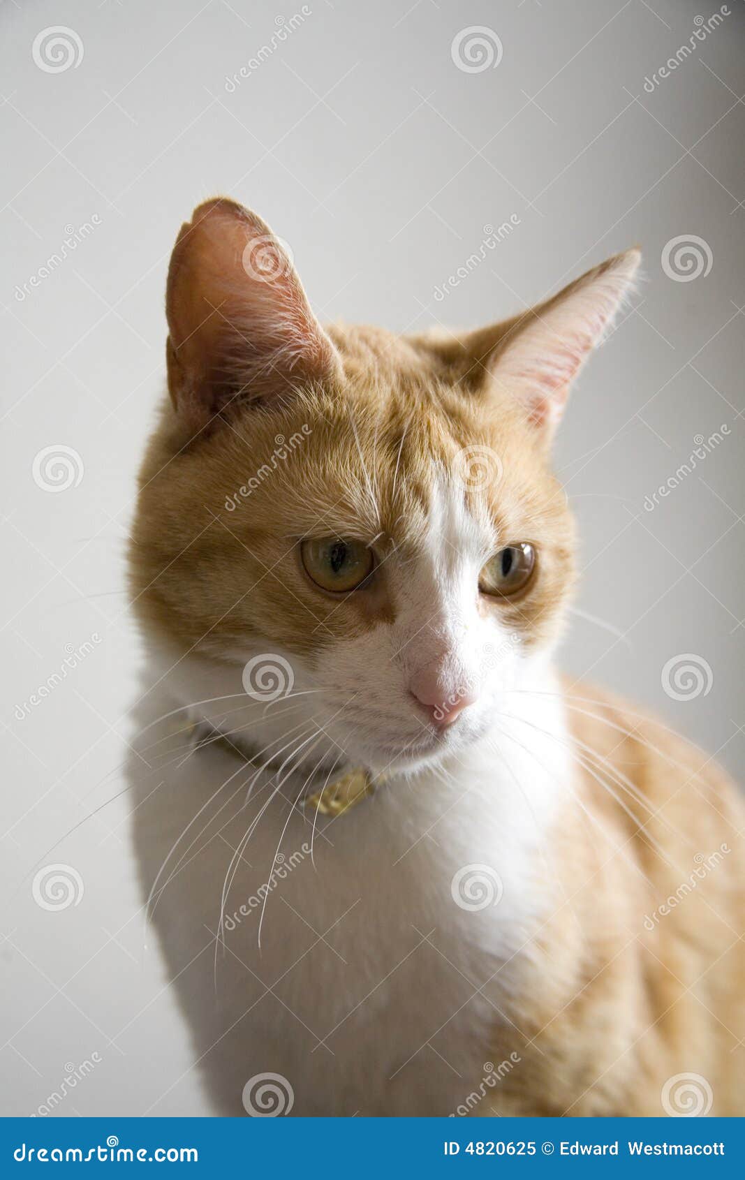 Portrait of cute cat stock image. Image of golden, staring - 4820625