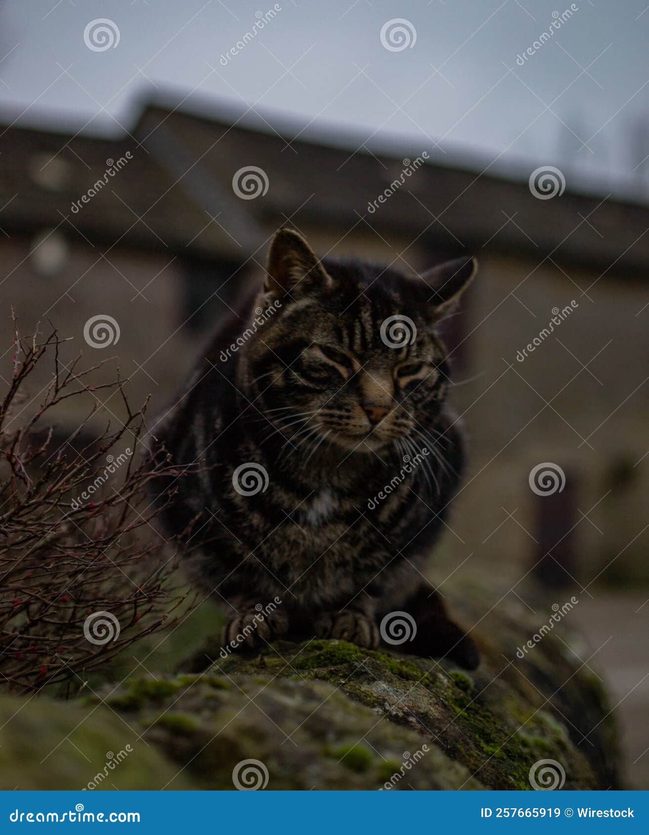 Portrait of a Cute Cat at the Farm. Stock Image - Image of mammal, farm ...