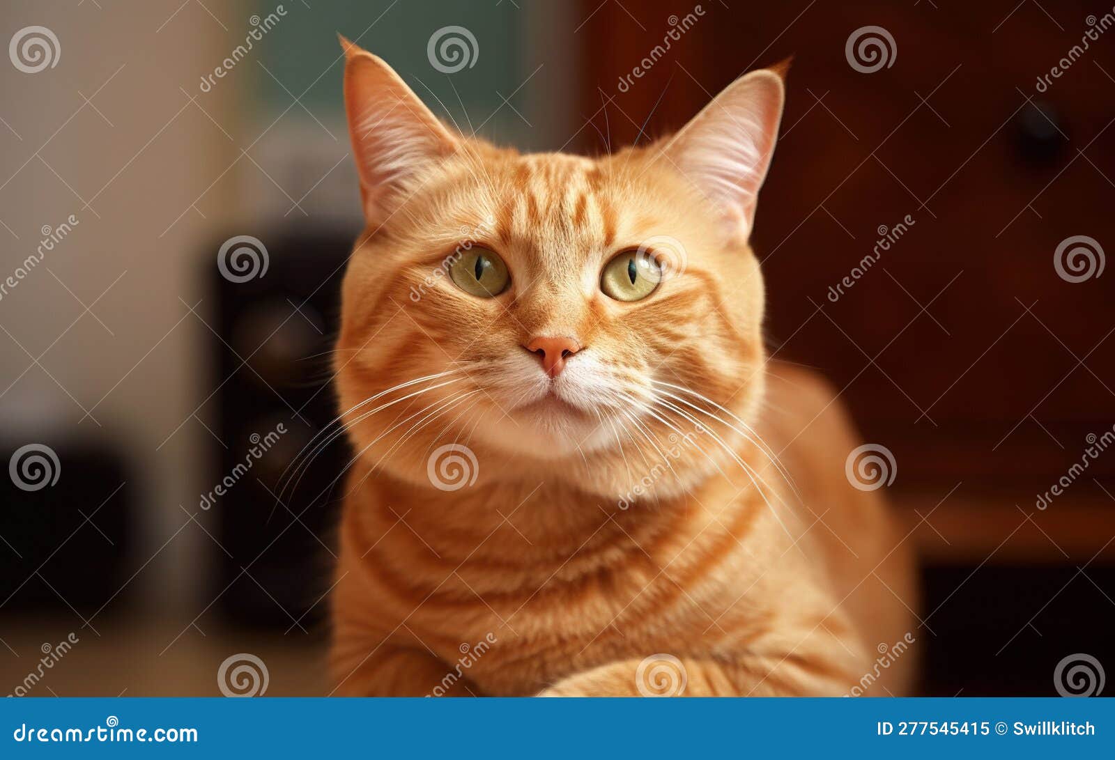 Portrait of the Cute Cat Staring. Beautiful Kitten Looking Deep ...