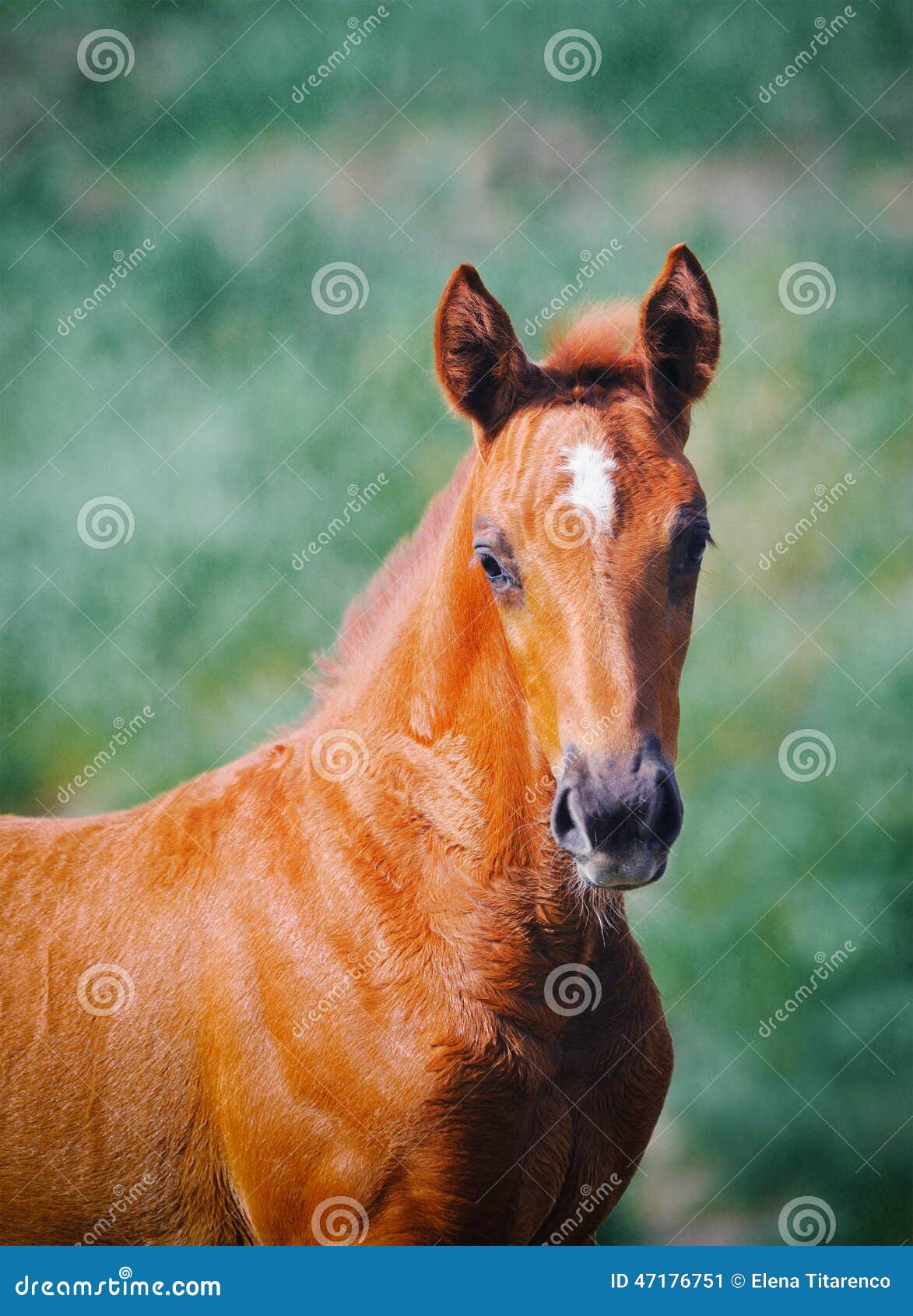 Portrait of Cute Chestnut Foal Stock Image - Image of cute, equitation ...
