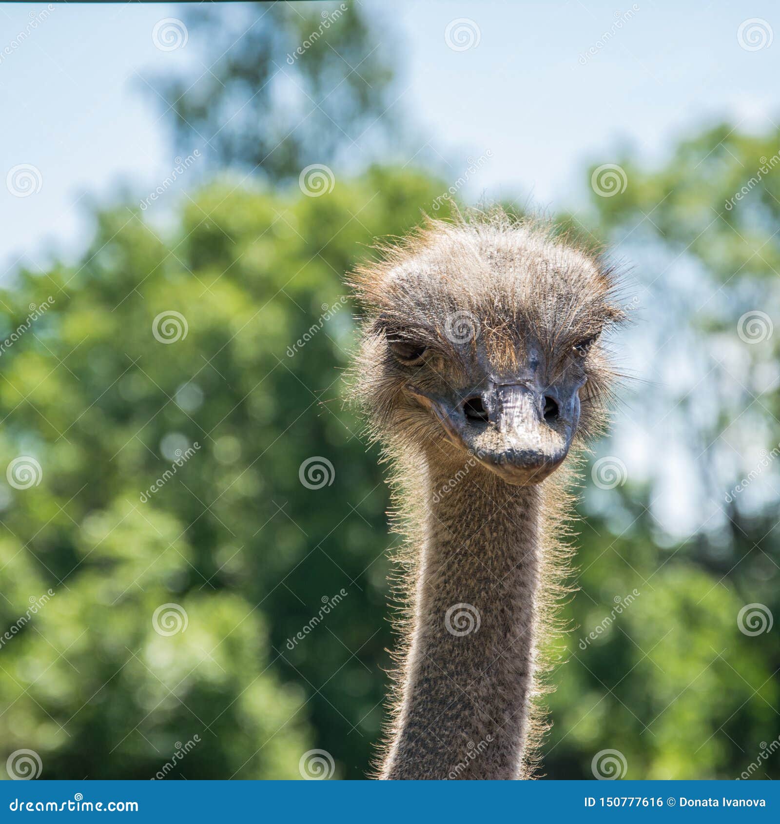 Portrait of a Cute Curious Ostrich Looking Ahead on a Sunny Day. Stock ...
