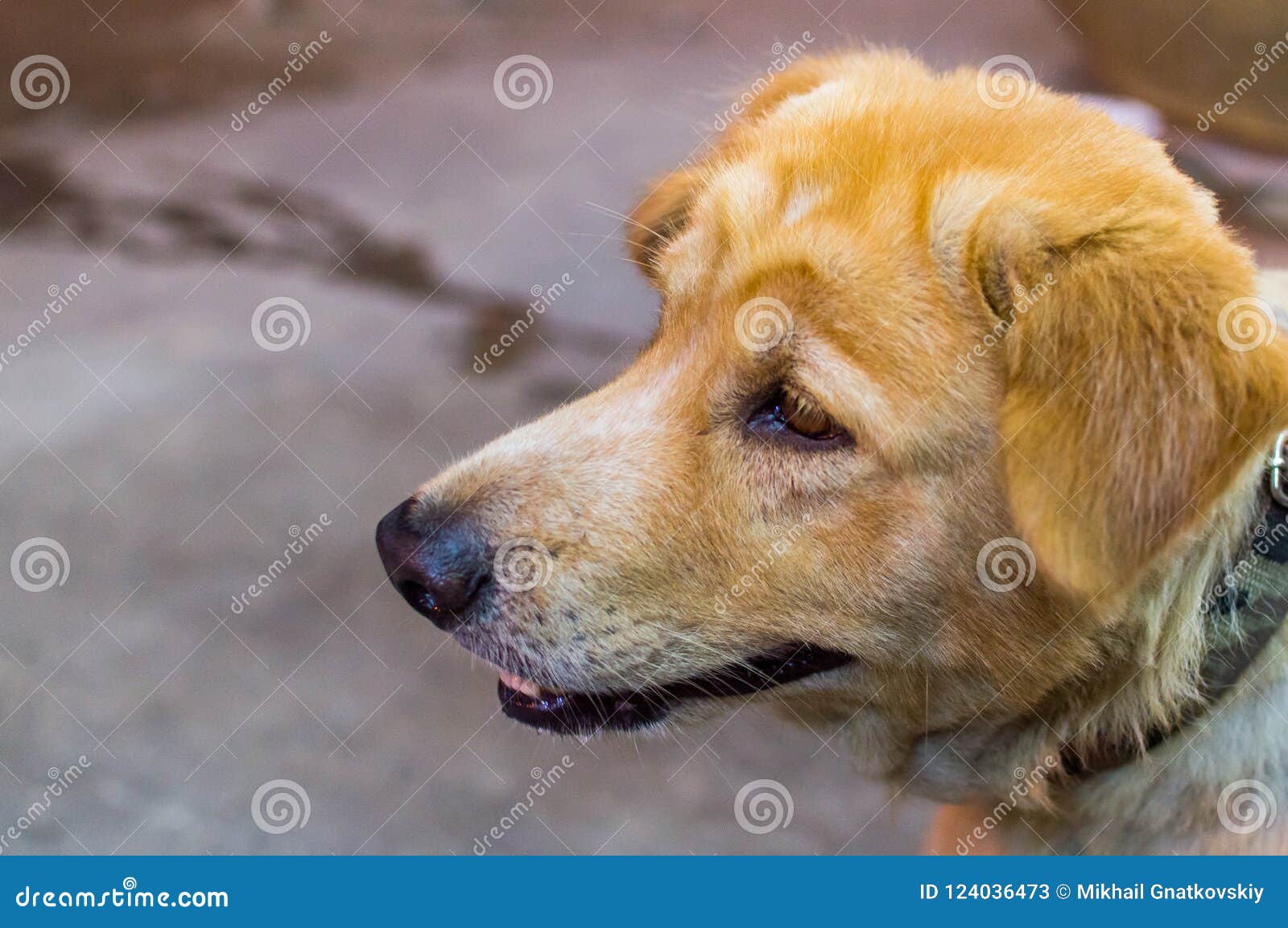 Portrait of a Cute Dog of Unknown Breed Stock Image - Image of domestic ...