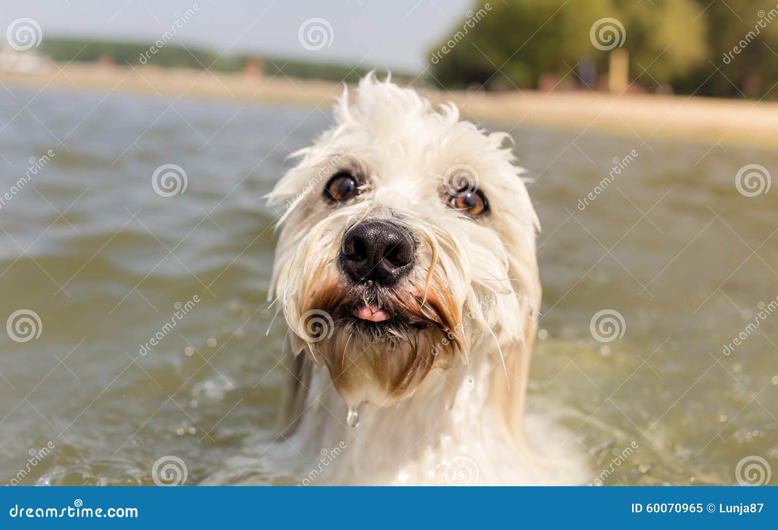 Portrait of Cute Dog in Water Stock Image - Image of bichon, nose: 60070965