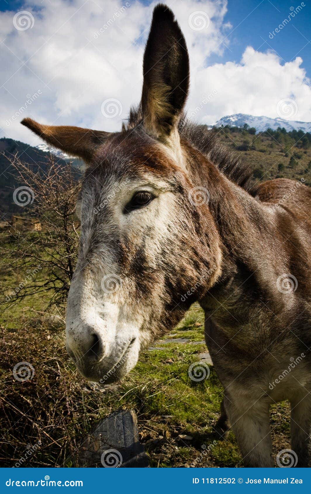 Portrait of a cute donkey stock photo. Image of mule - 11812502