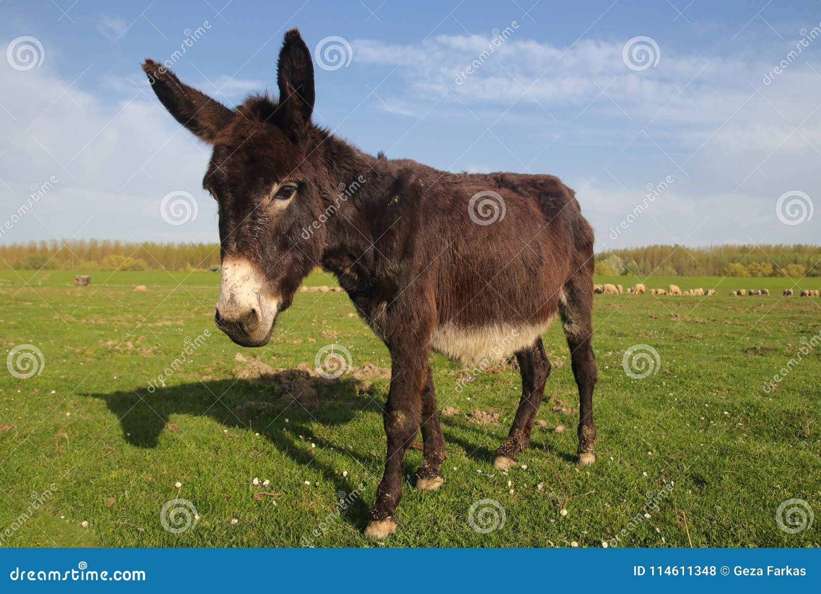 Cute Donkey on the Floral Spring Field Stock Photo - Image of donkeys ...