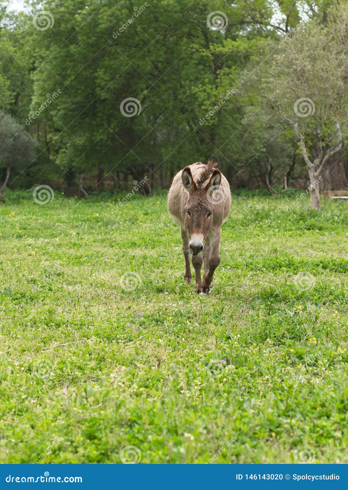 Portrait of a Cute Donkey Walking Slowly Towards the Camera Stock Photo ...