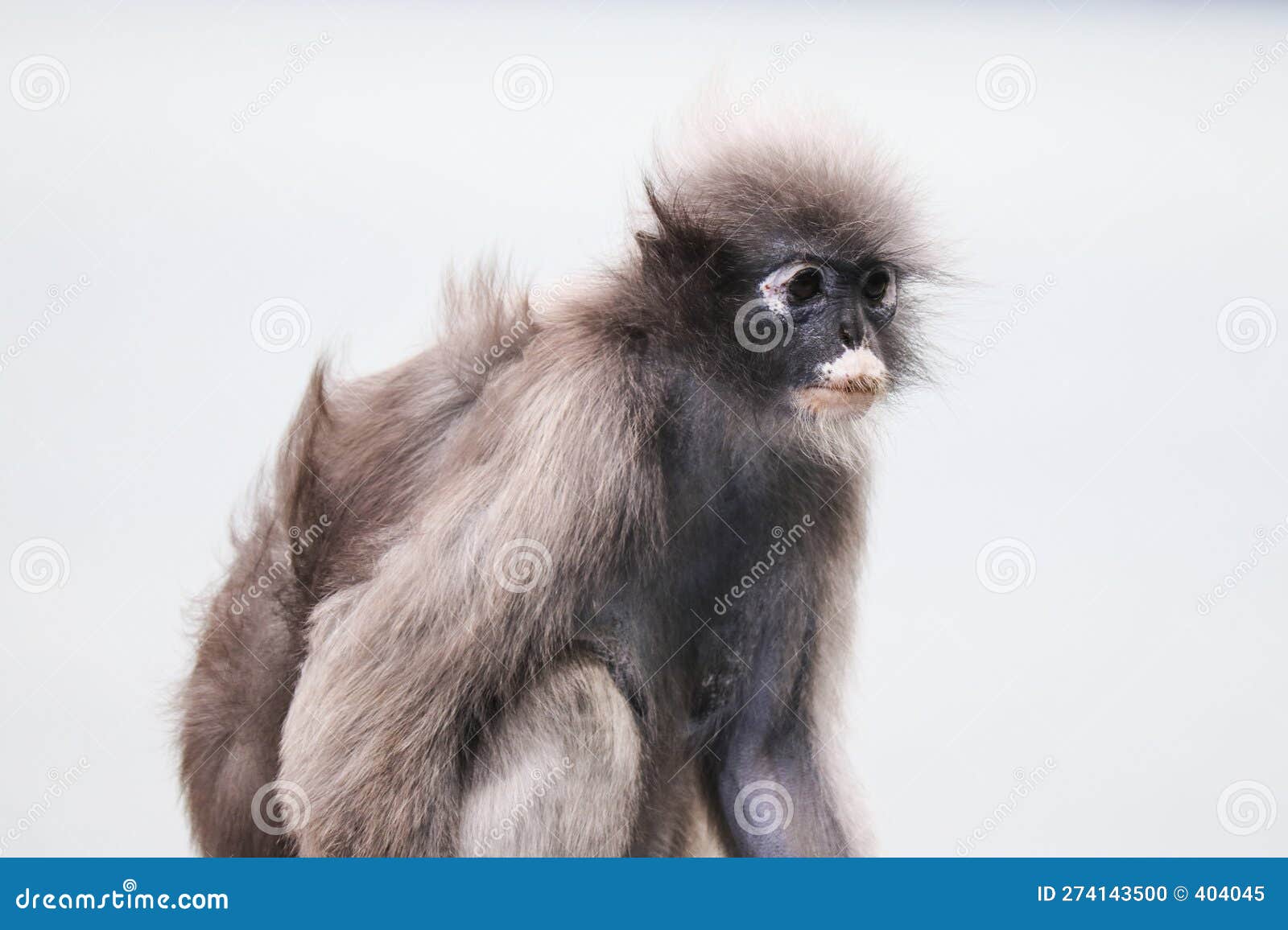 Portrait of a Cute Elderly Dusky Leaf Monkey Stock Photo - Image of ...