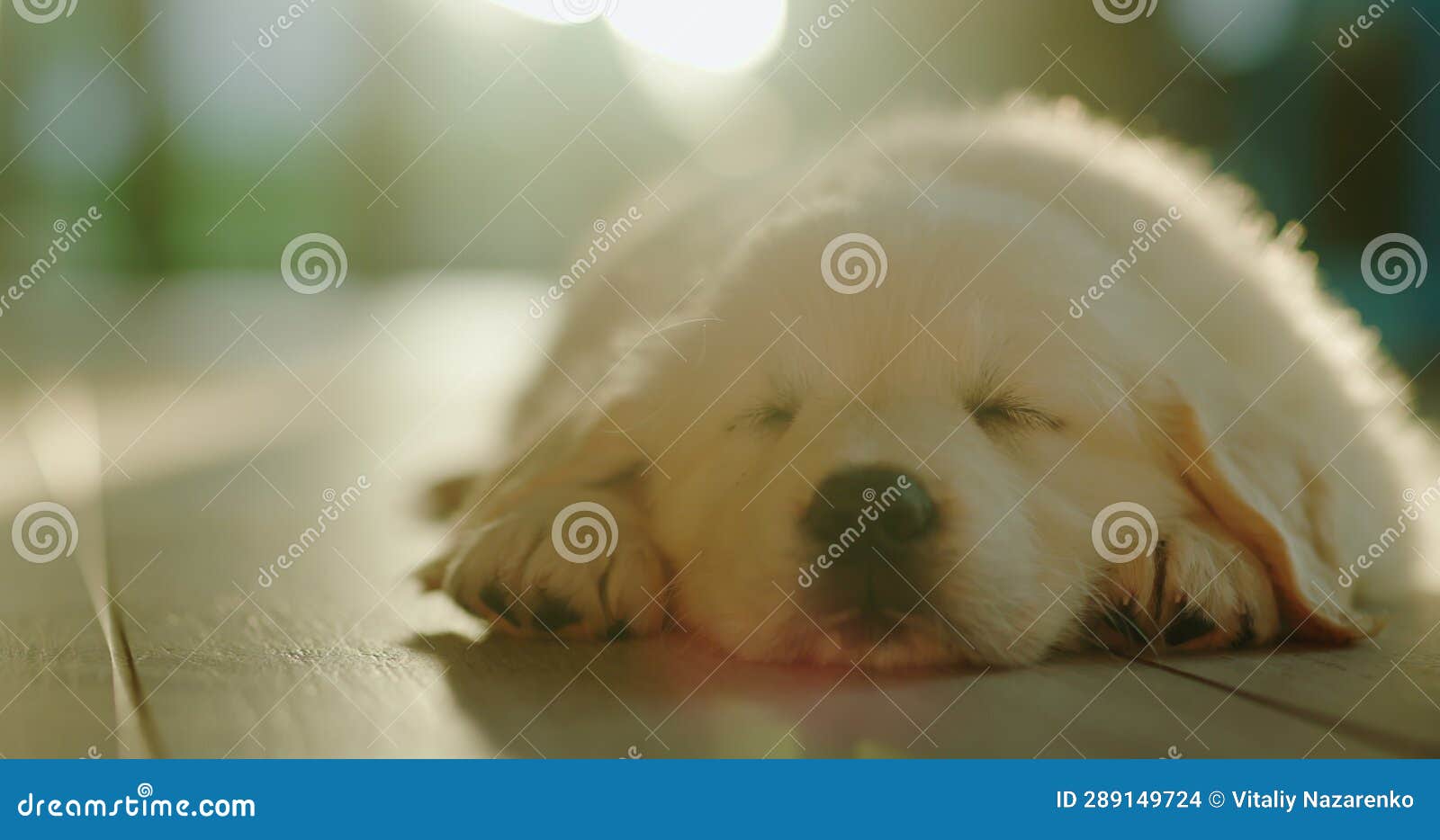 Portrait of Cute Fluffy Puppy Napping on the Floor in the Sun Stock ...