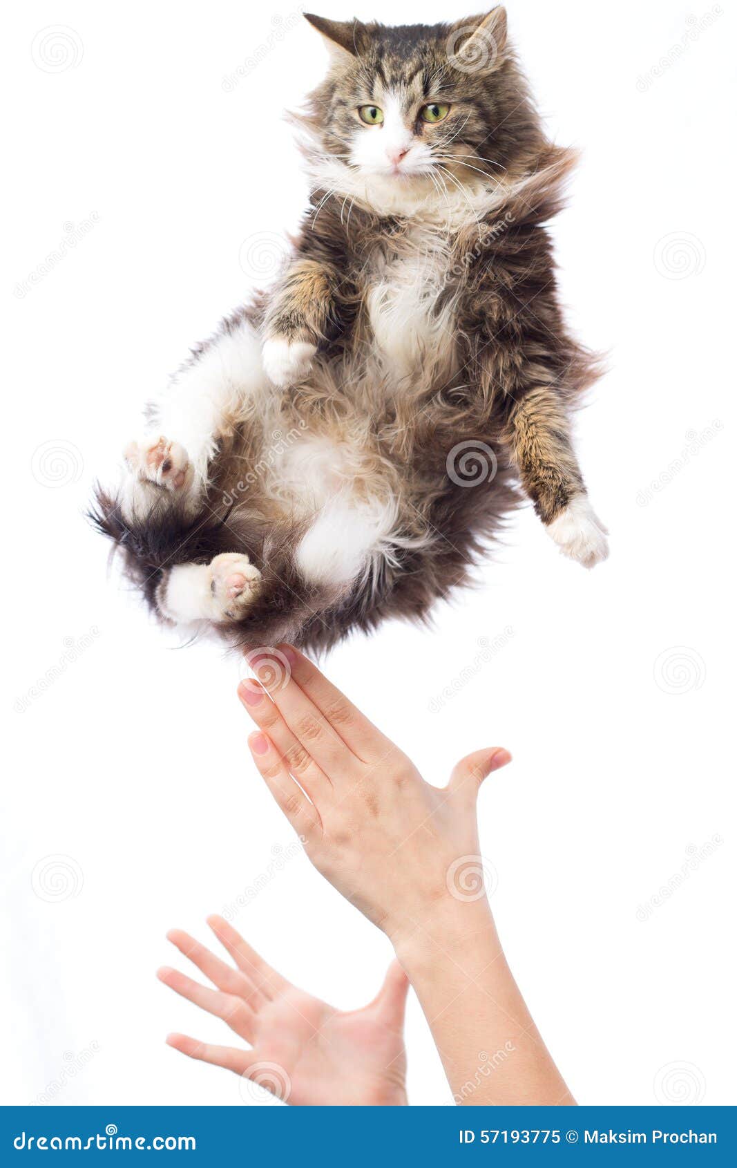 Portrait of a Cute Flying Fluffy Kitten Stock Image - Image of isolated ...