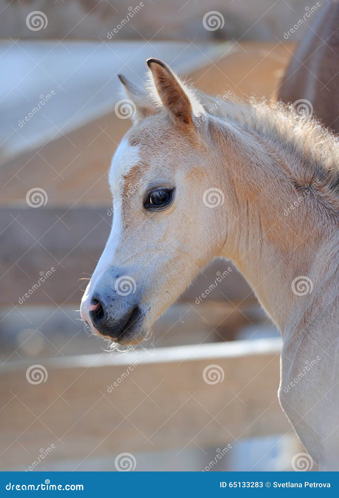 Portrait of a cute foal stock image. Image of foal, horse - 65133283
