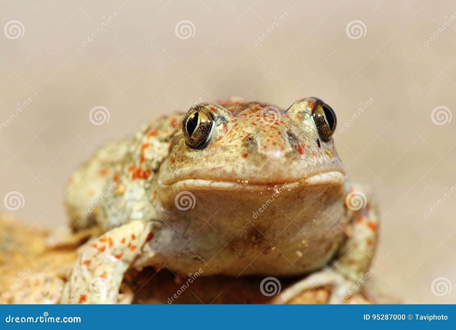 Portrait of Cute Garlic Toad Stock Photo - Image of face, portrait ...