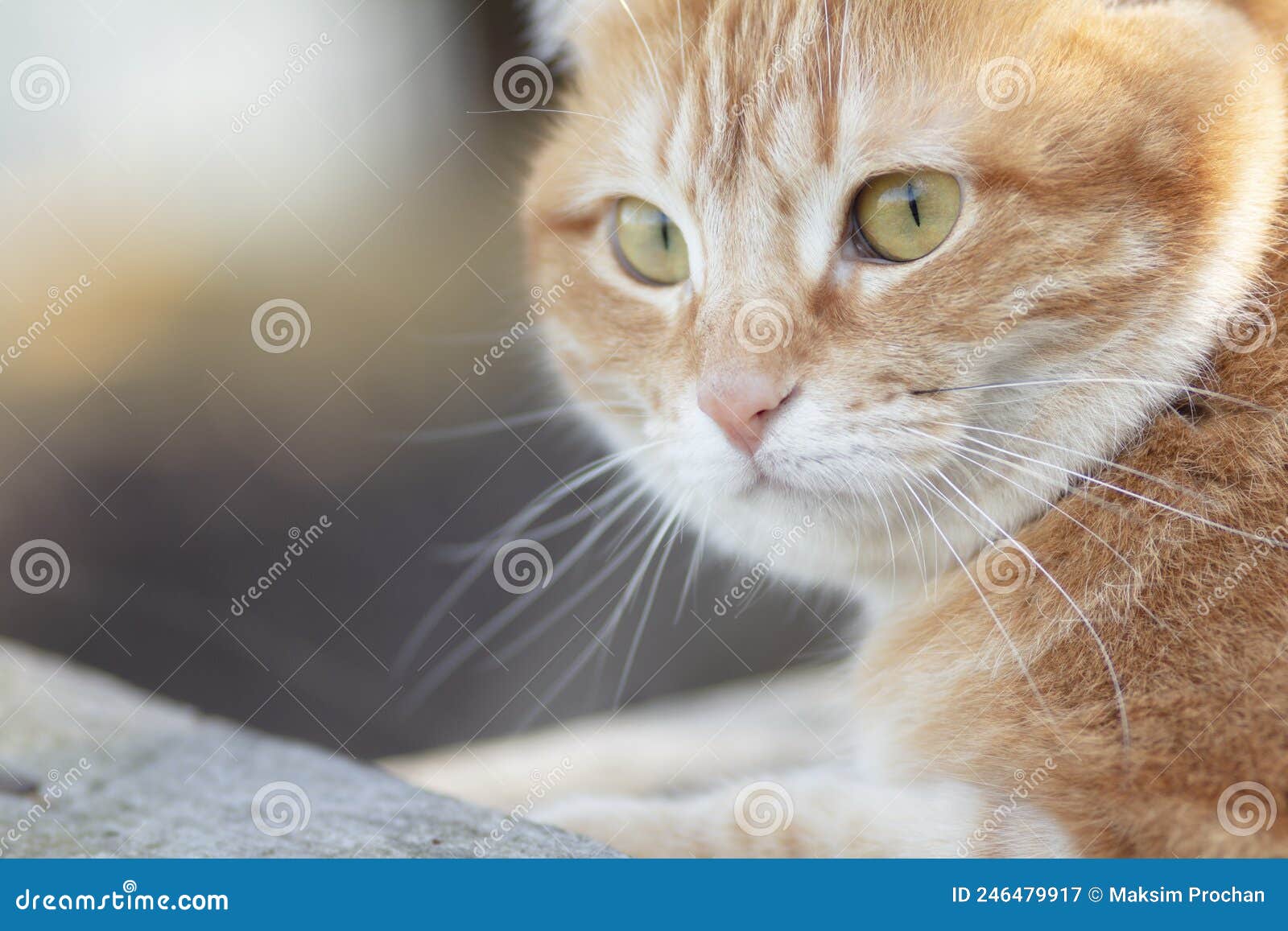 Portrait of Cute Ginger Cat Outdoors, Face Pet, Fluffy Cheeks Stock ...