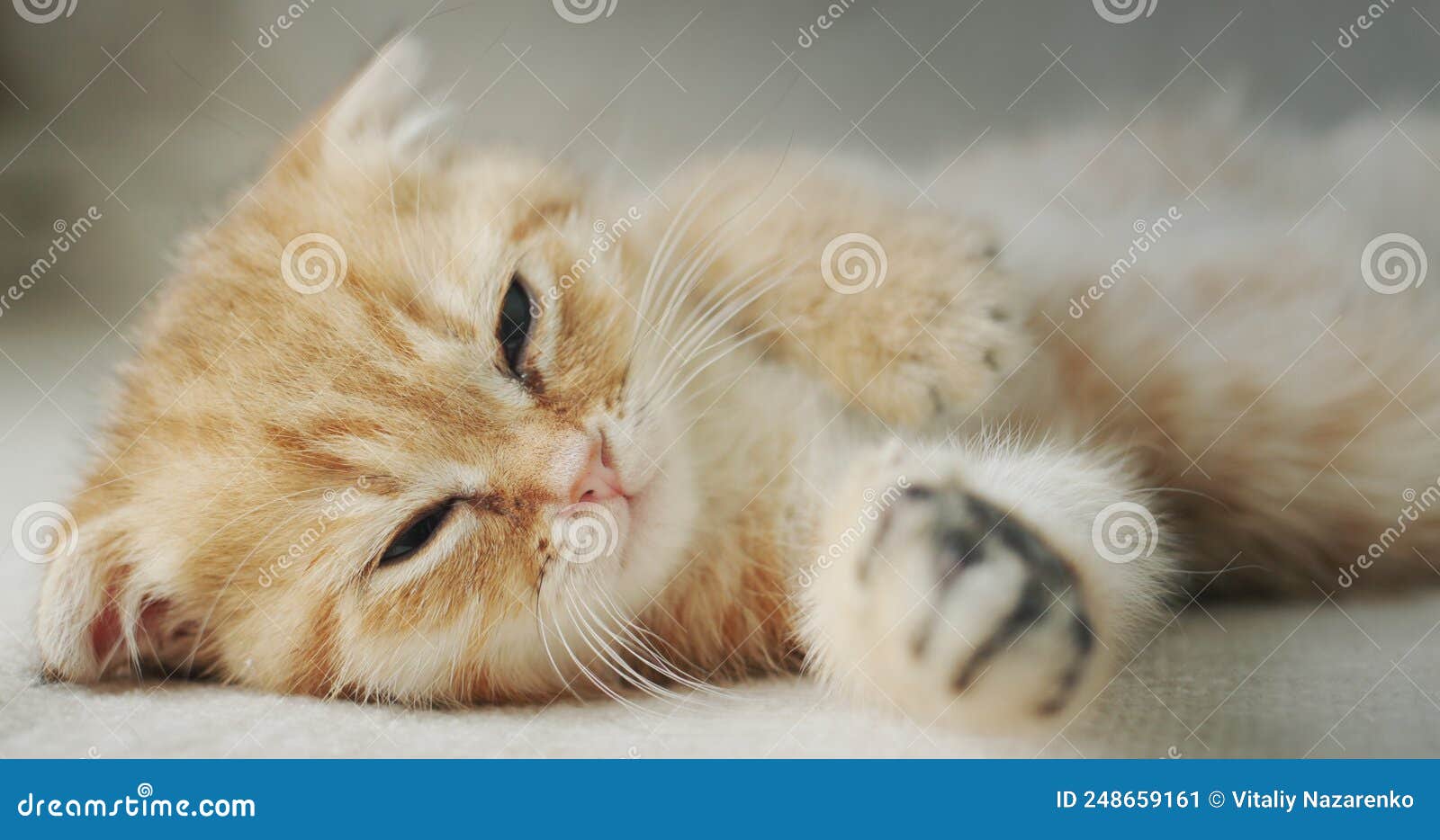 Portrait of a Cute Ginger Kitten Napping on the Sofa Stock Image ...