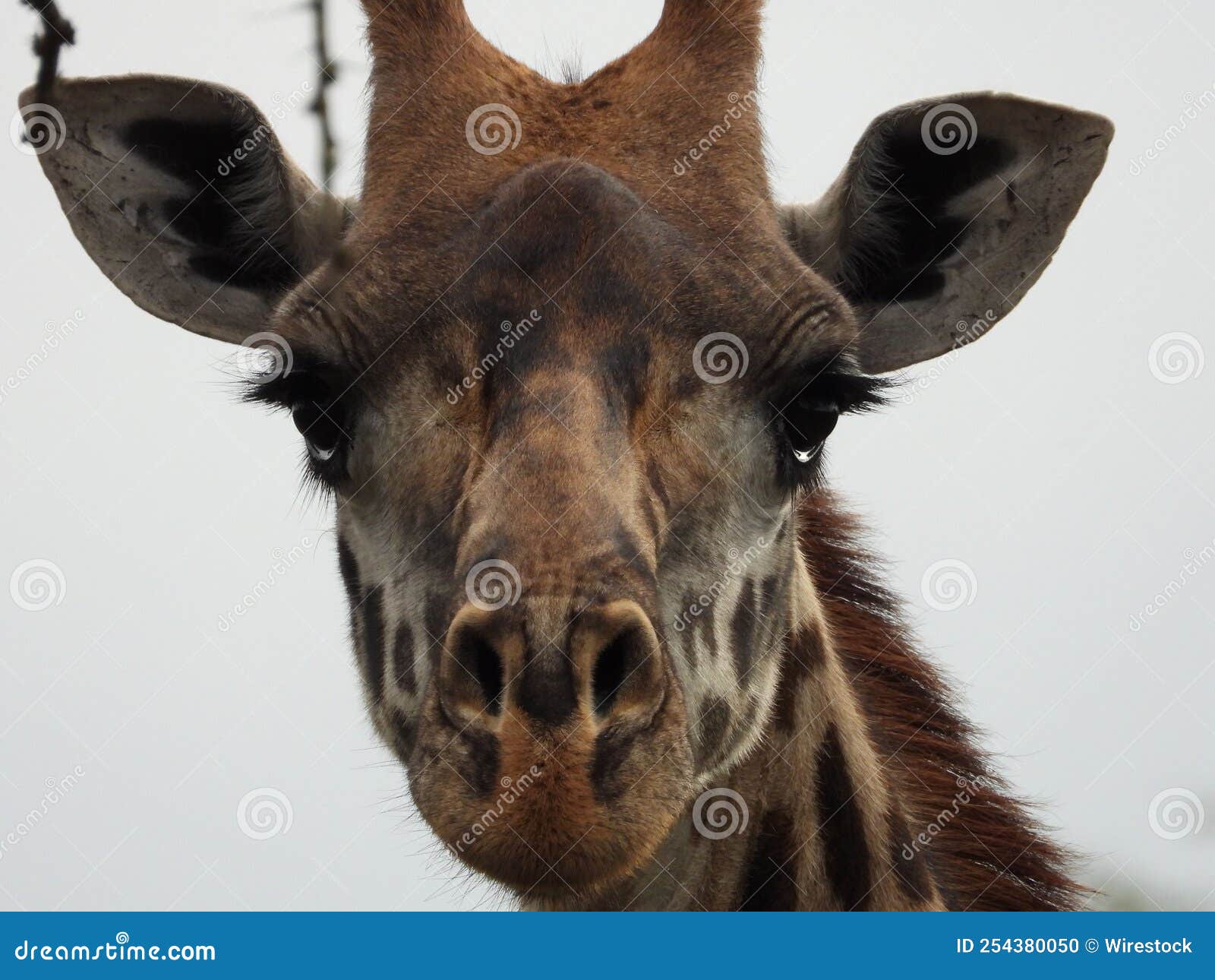 Portrait of a Cute Giraffe Looking at the Camera Stock Photo - Image of ...