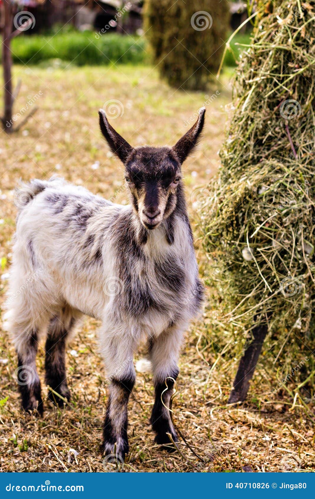 Portrait of a cute goat stock photo. Image of head, domestic - 40710826