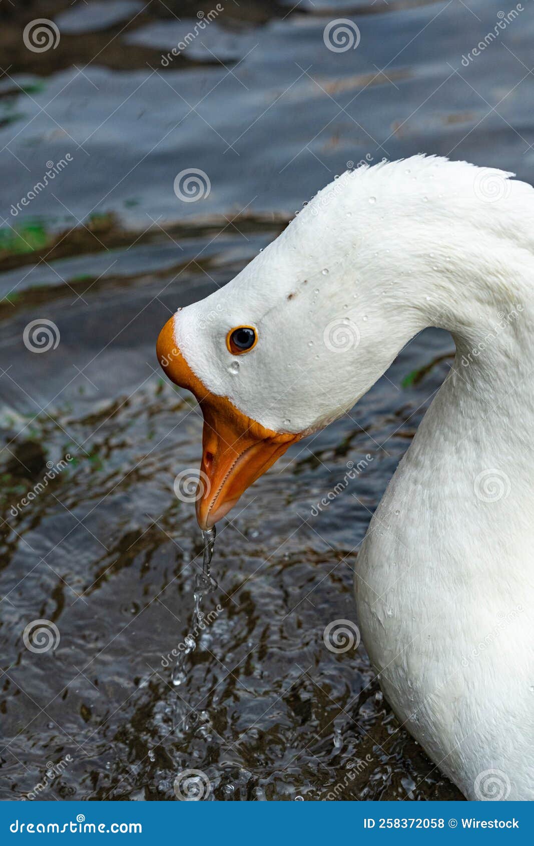 Portrait of a Cute Goose Drinking Water Stock Photo - Image of animal ...