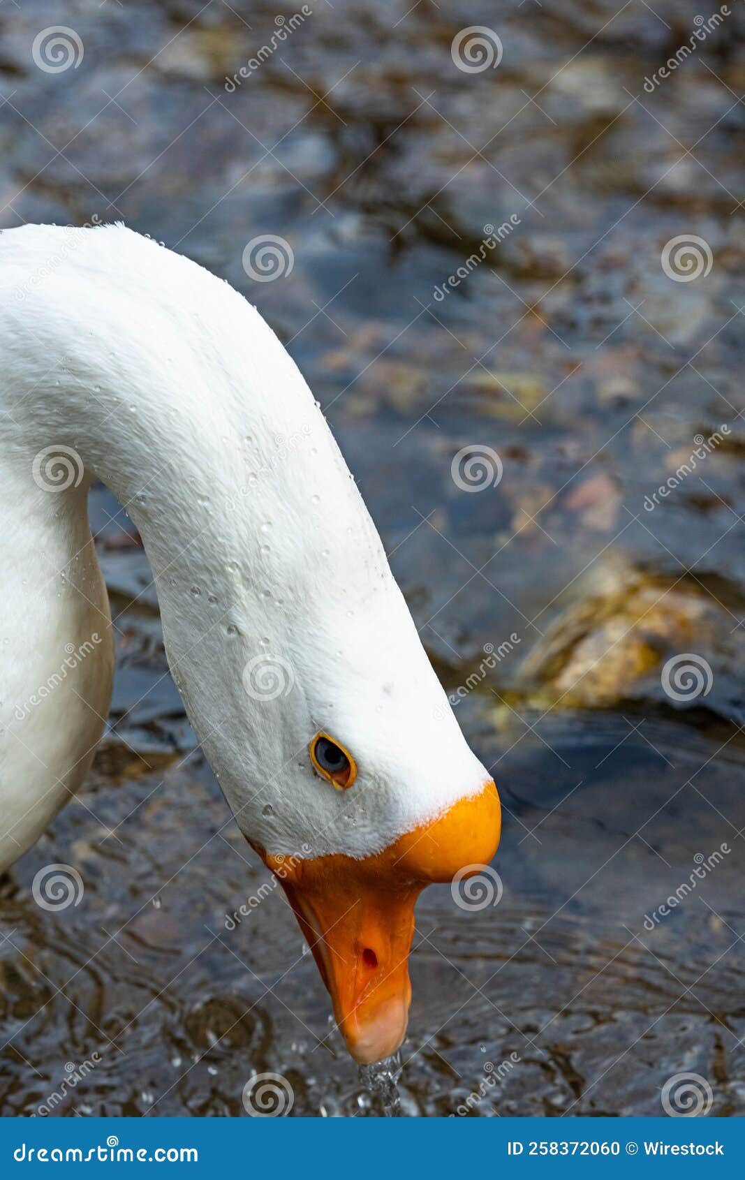 Portrait of a Cute Goose Drinking Water Stock Photo - Image of nature ...
